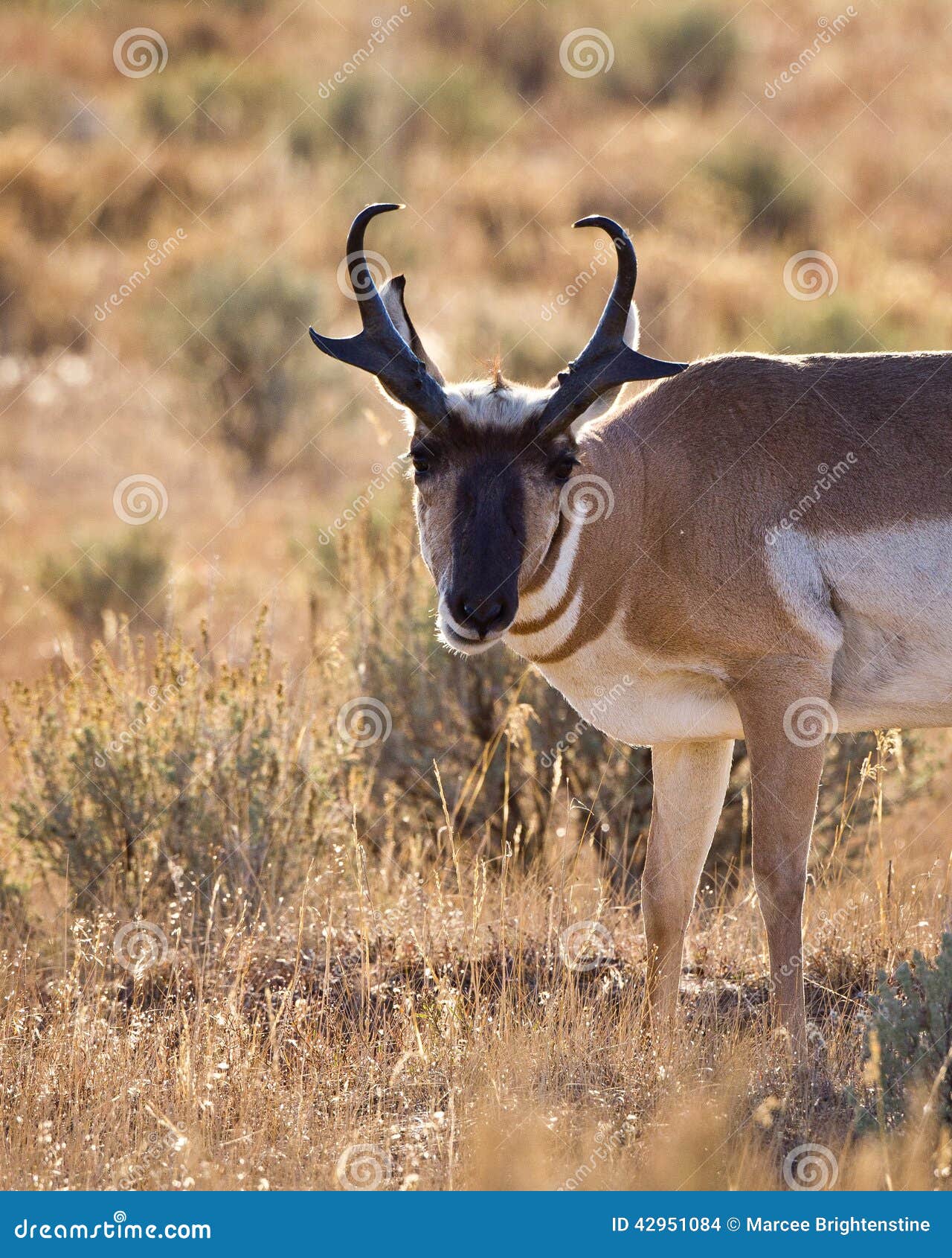 Antelope Buck Grazing stock photo. Image of young, gtnp - 42951084