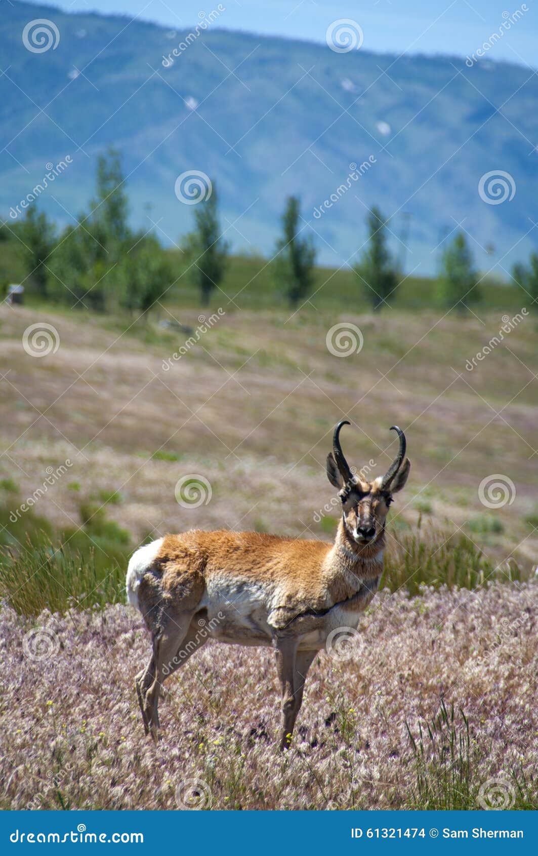 Antelope Buck stock photo. Image of horns, colorado, hunter - 61321474