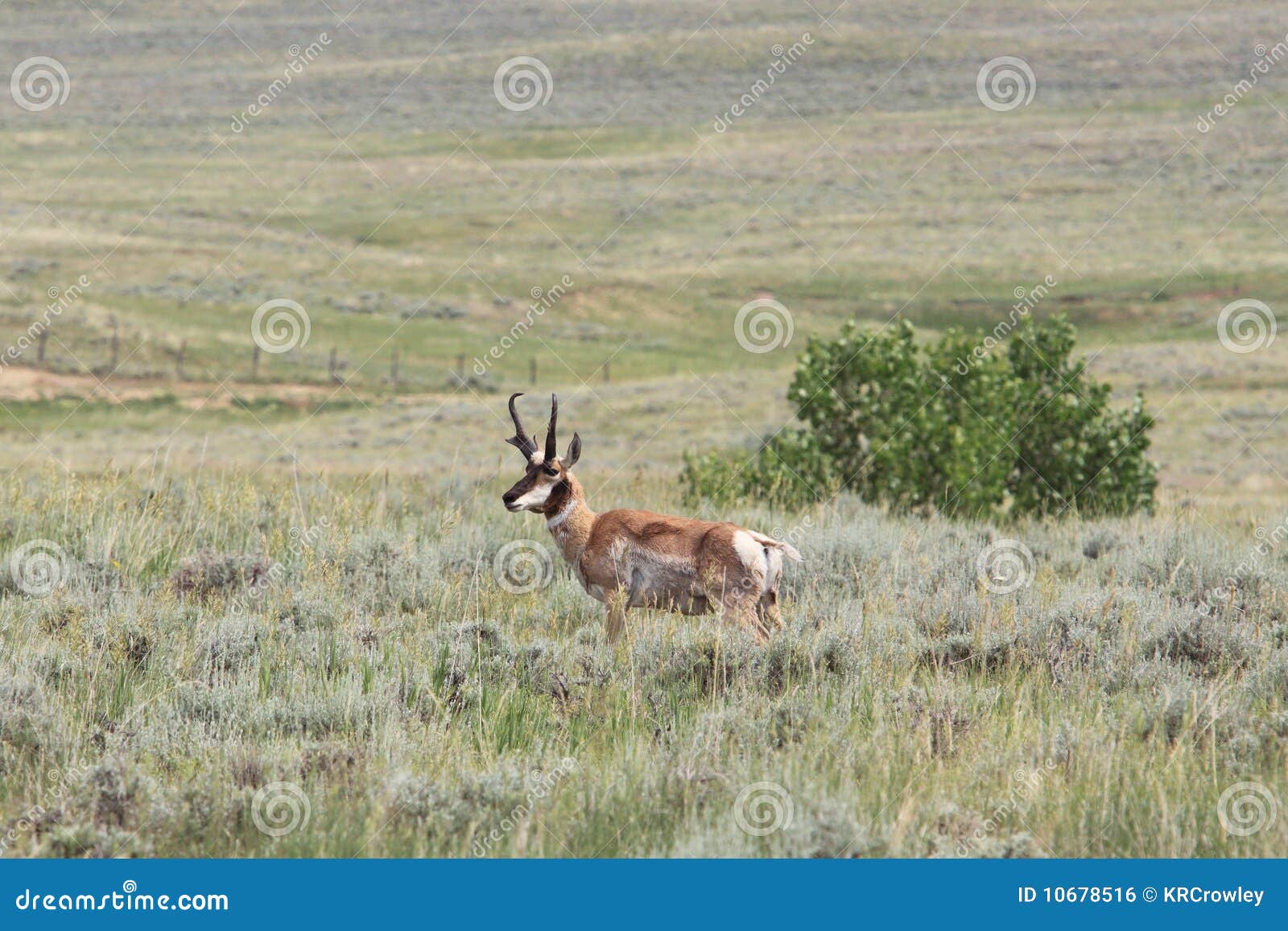Antelope Buck Standing stock photo. Image of looking - 10678516