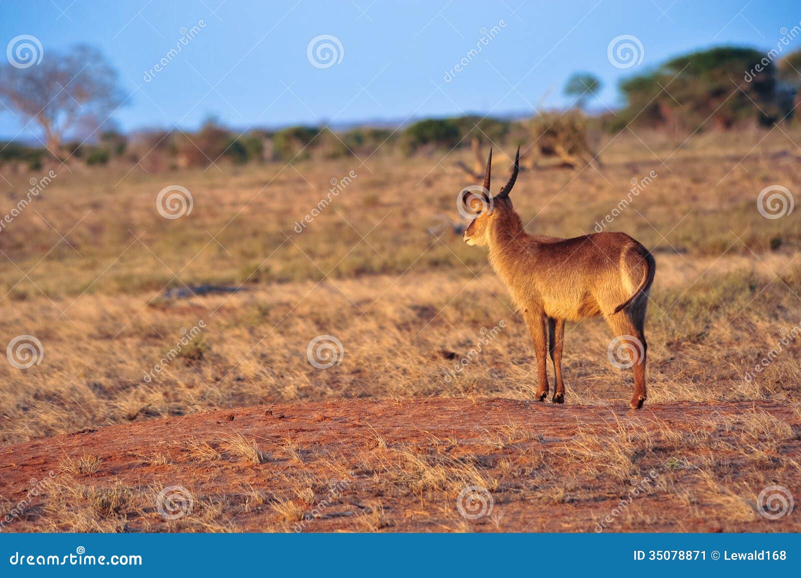 Antelope stock image. Image of nature, holiday, wilderness - 35078871