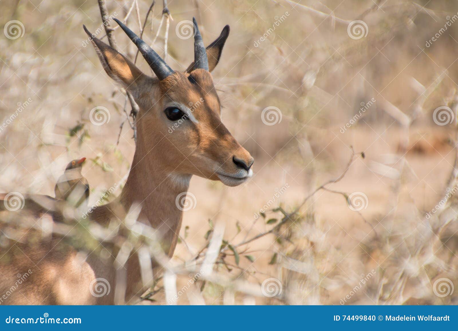 Antelope through bushes stock photo. Image of grass, bush - 74499840