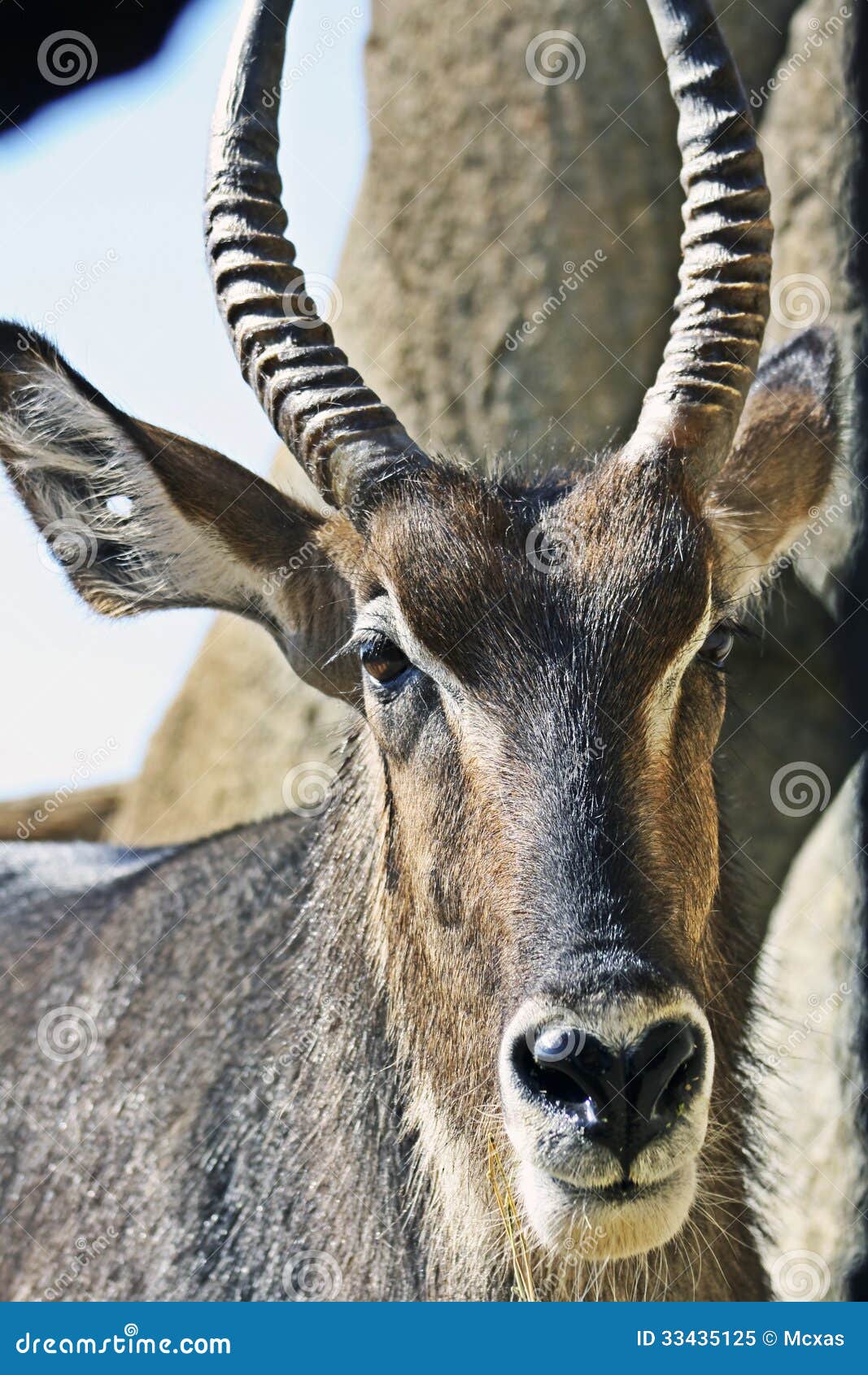 Antelope stock image. Image of endangered, gemsbok, hooves - 33435125