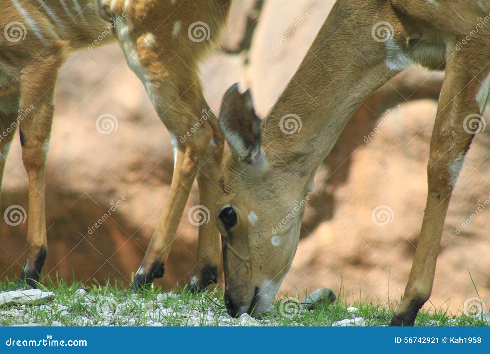 Antelope stock image. Image of eating, antelope, close - 56742921