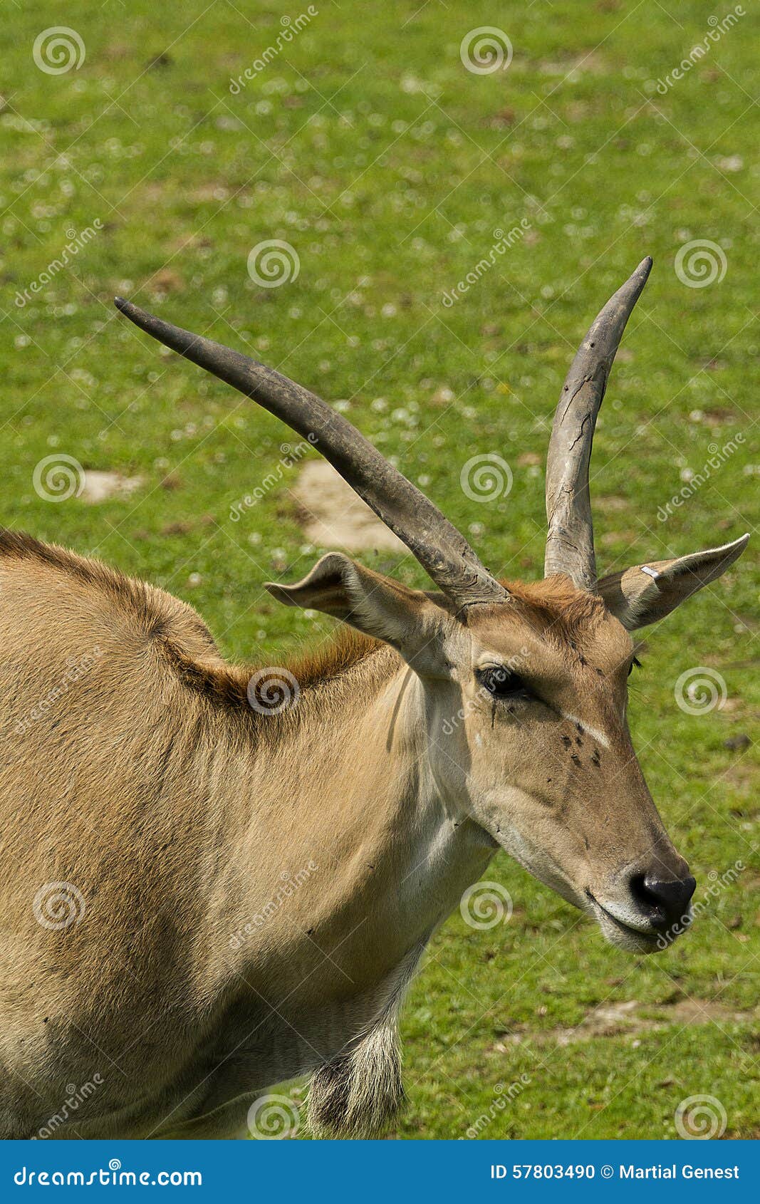 Antelope stock photo. Image of african, portrait, fast - 57803490