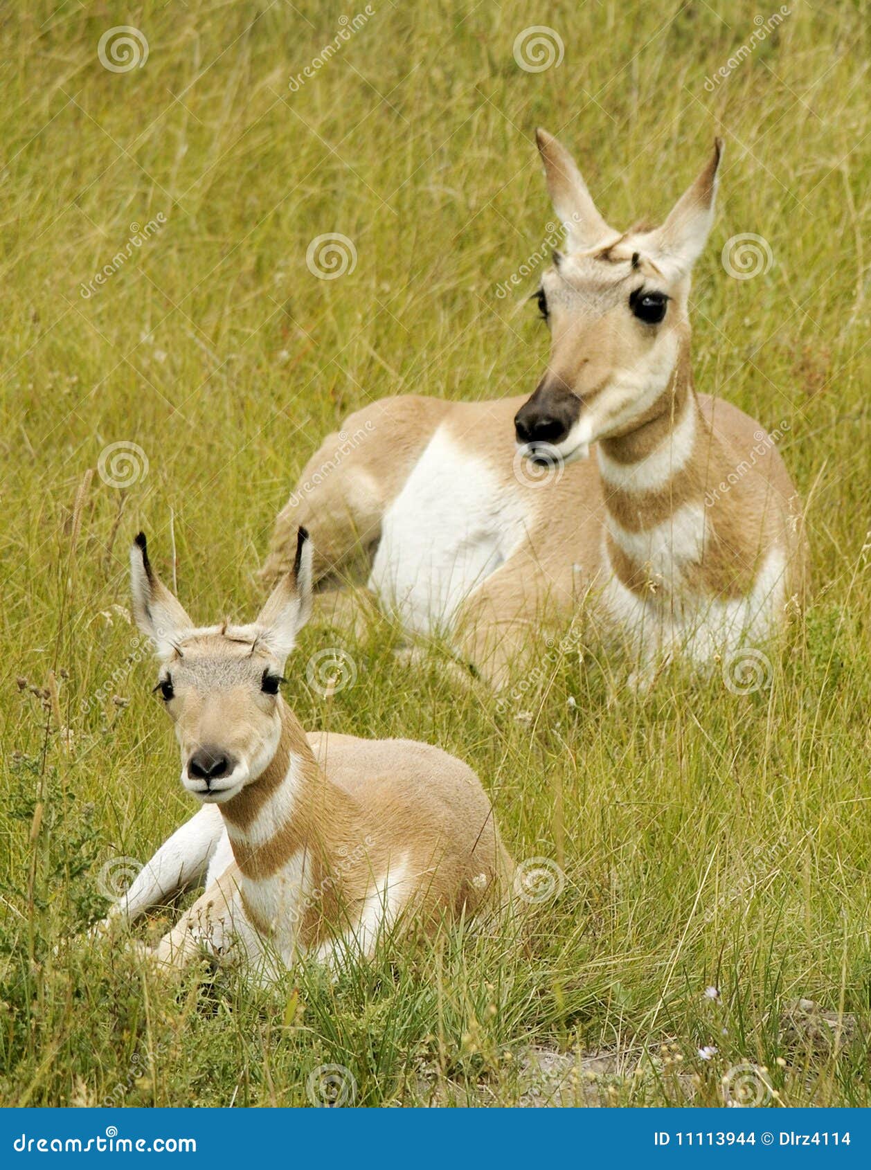 Antelope cub with Mother stock photo. Image of protect - 11113944