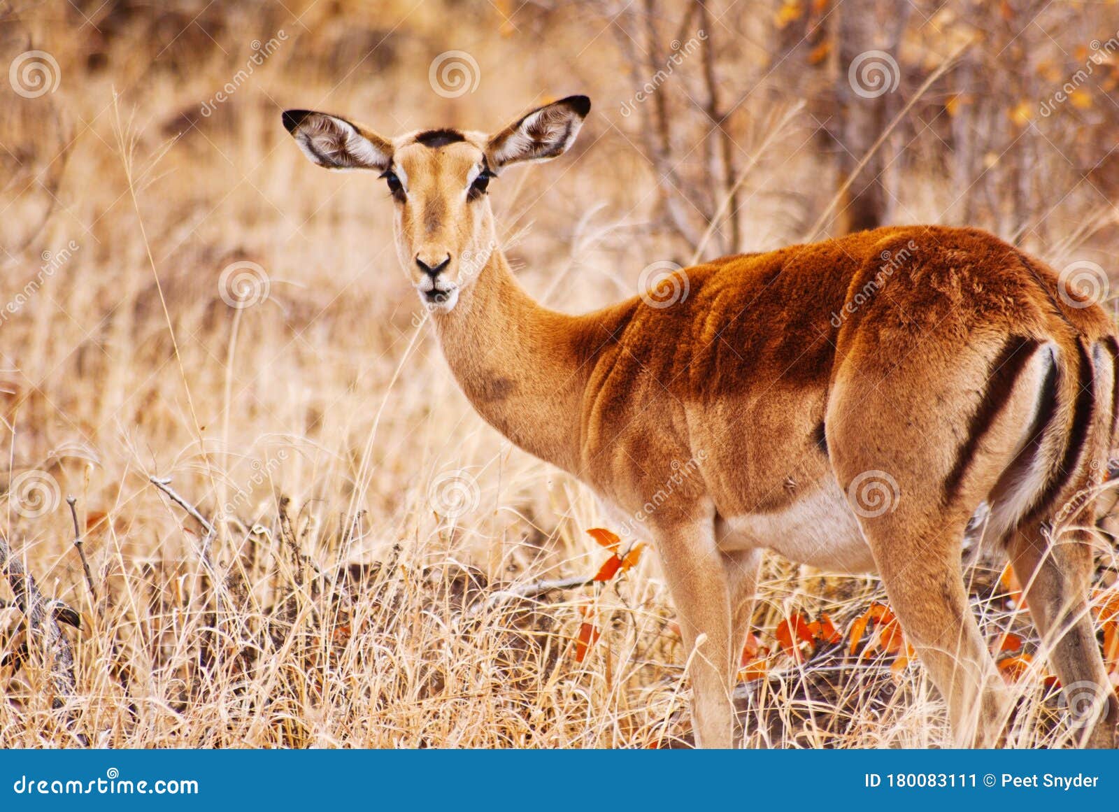 Antelope in Dead Grass Field Stock Image - Image of field, antelope ...