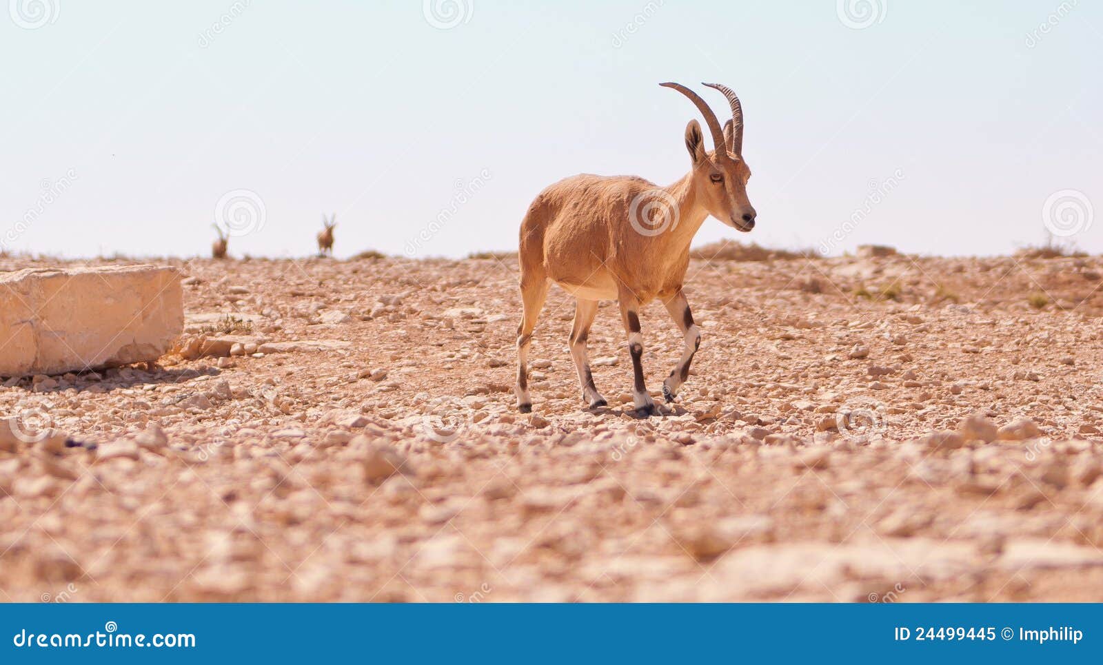 Antelope in desert stock image. Image of sand, wilderness - 24499445
