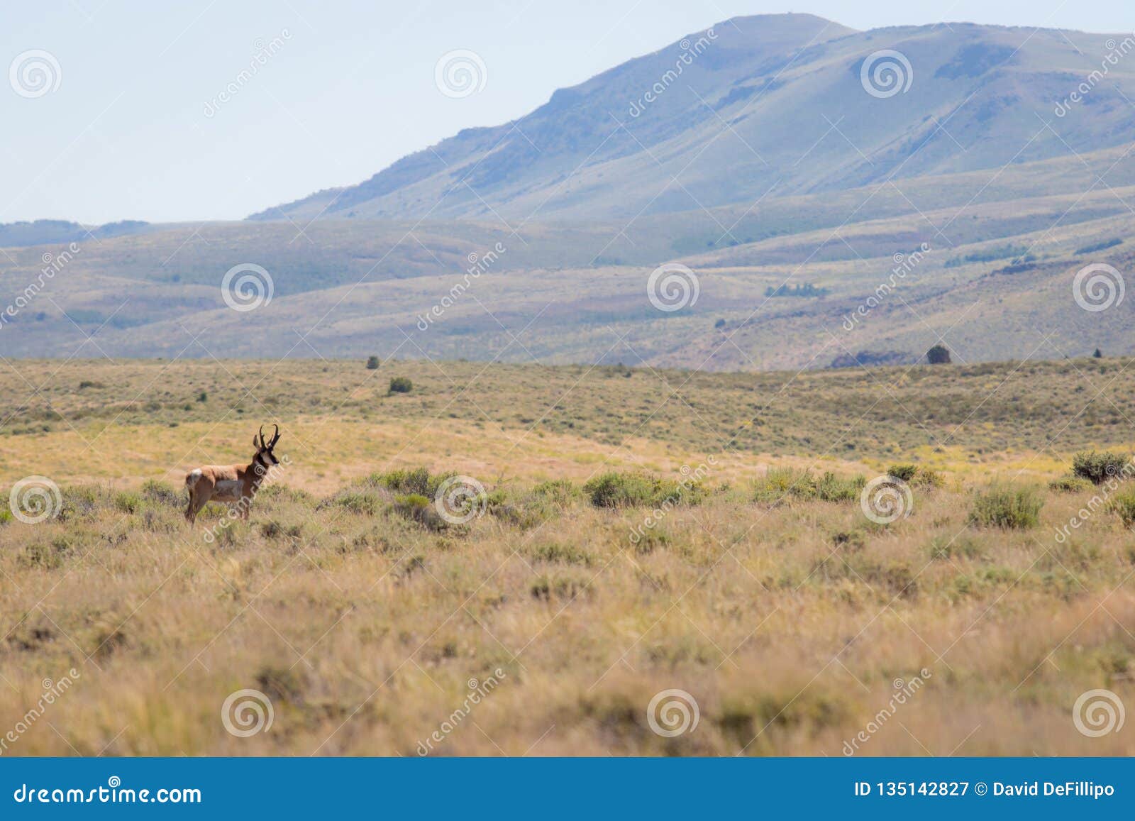 Antelope in the desert stock image. Image of wildlife - 135142827