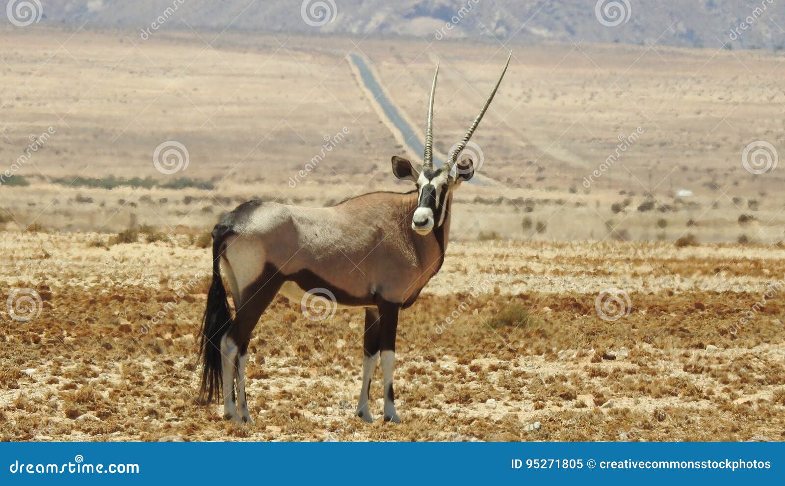 Antelope In Desert Picture. Image: 95271805