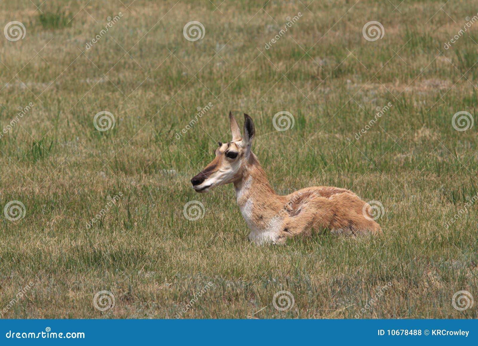 Antelope Doe Resting stock photo. Image of horizontal - 10678488