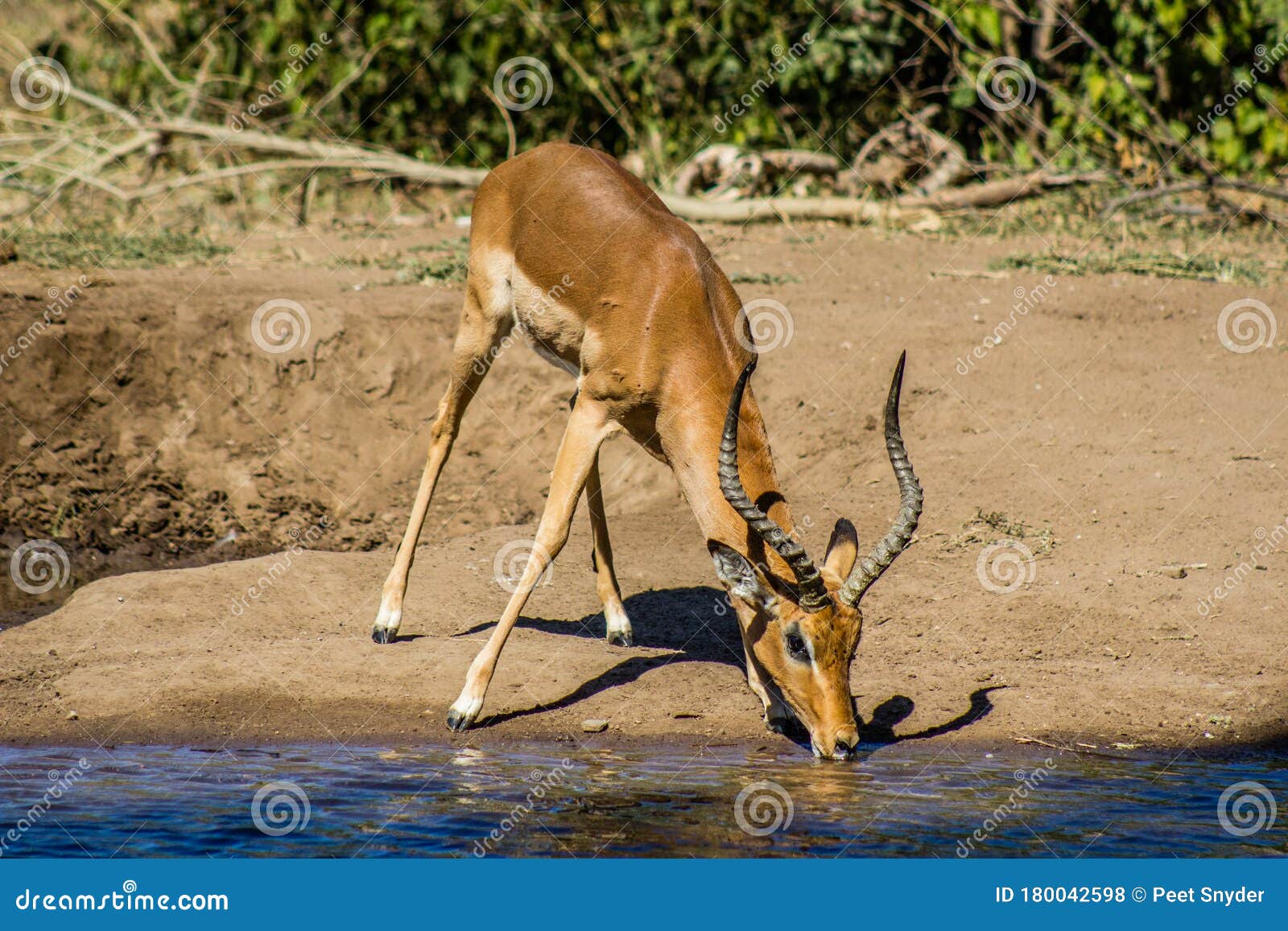 Antelope drinking water stock photo. Image of dring - 180042598