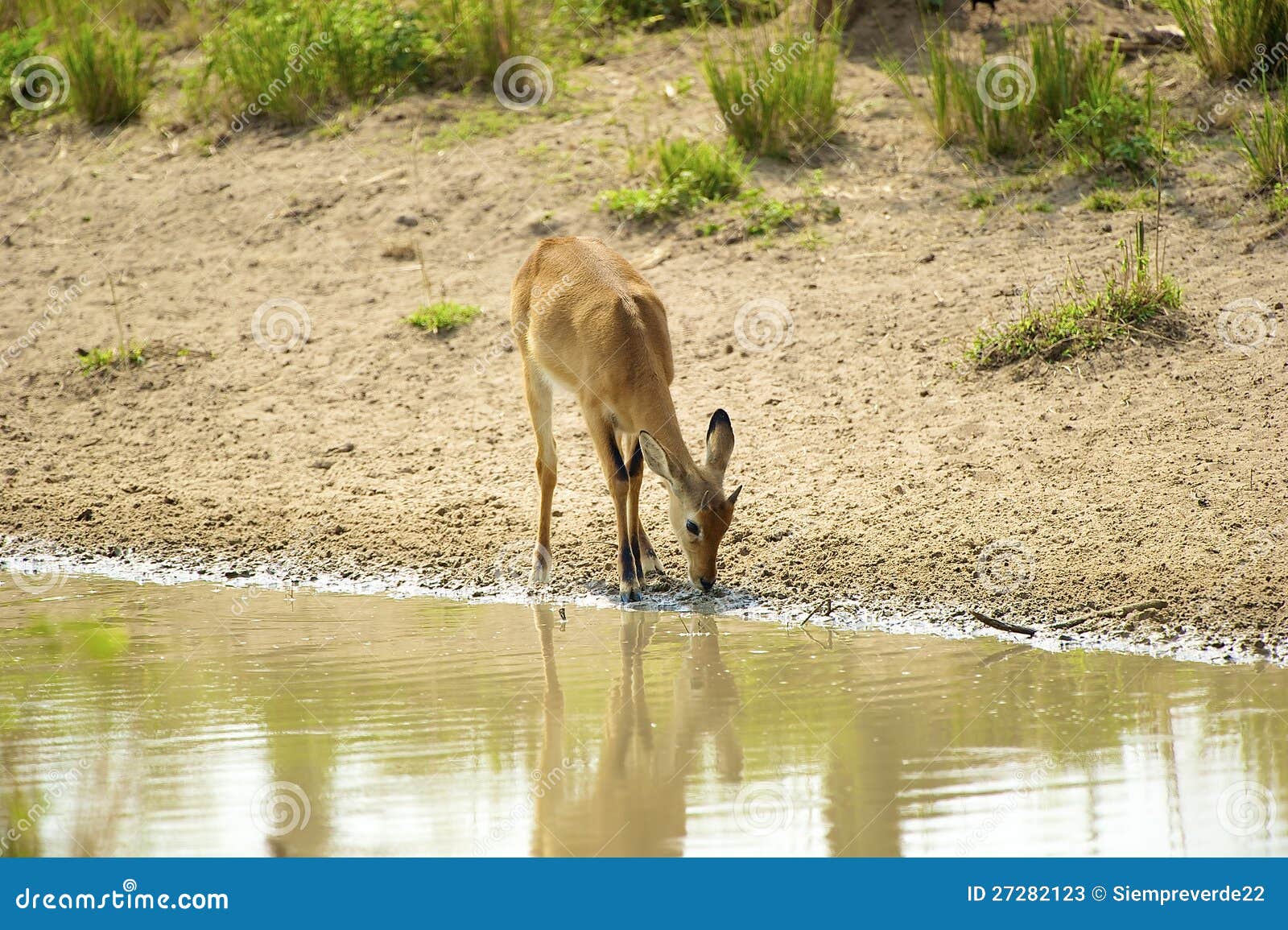 Antelope Drinks Water from the River Stock Image - Image of desert ...