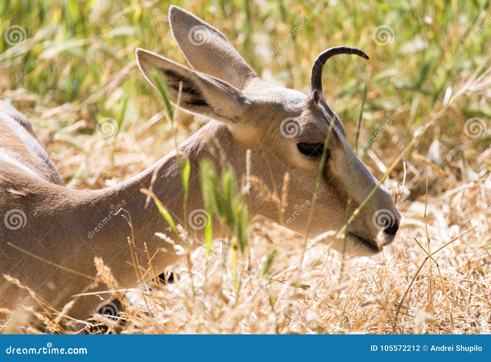 Antelope in the Dry Grass in Nature Stock Photo - Image of savanna ...