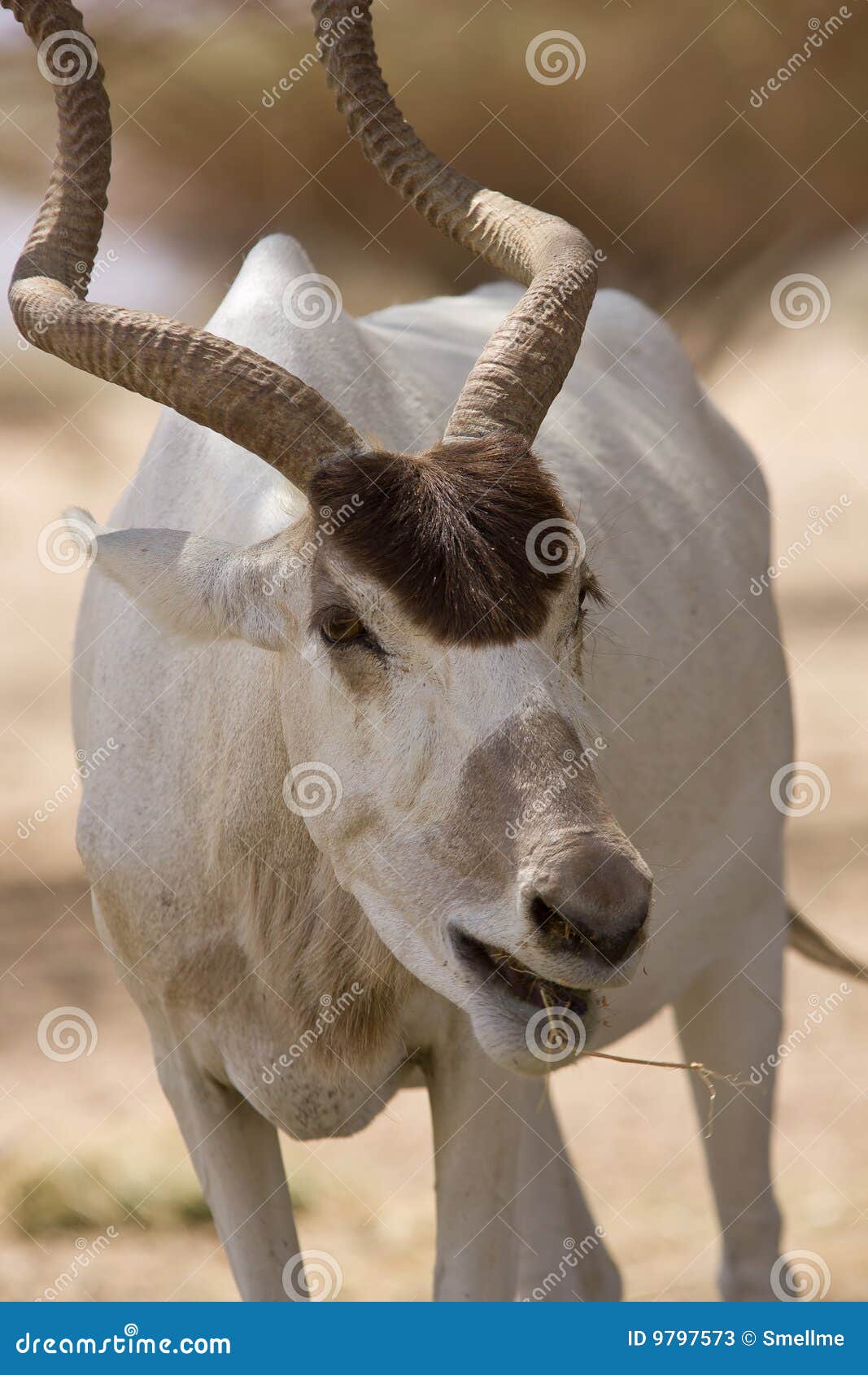 Antelope eating stock image. Image of horned, endangered - 9797573