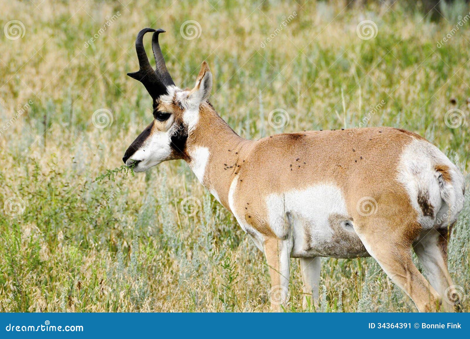 Antelope Eating stock image. Image of closeup, antelope - 34364391
