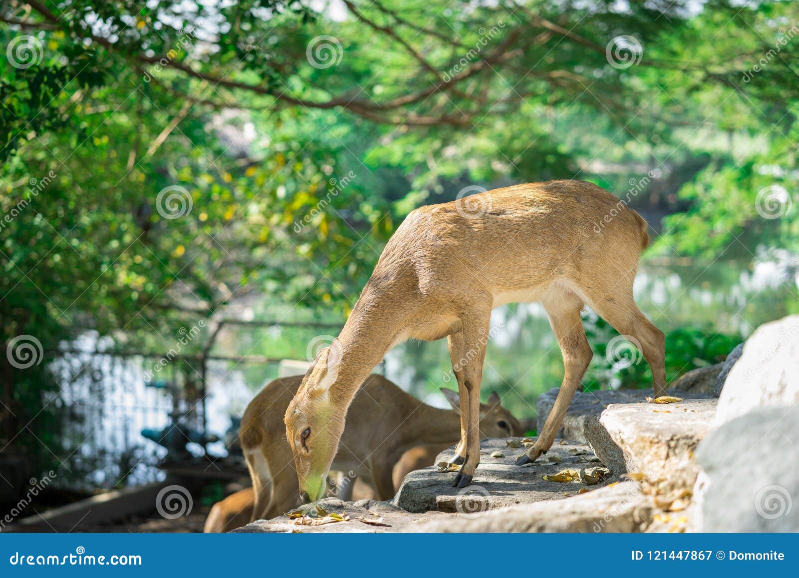 Antelope Eating on the Floor in the Zoo Stock Image - Image of ...