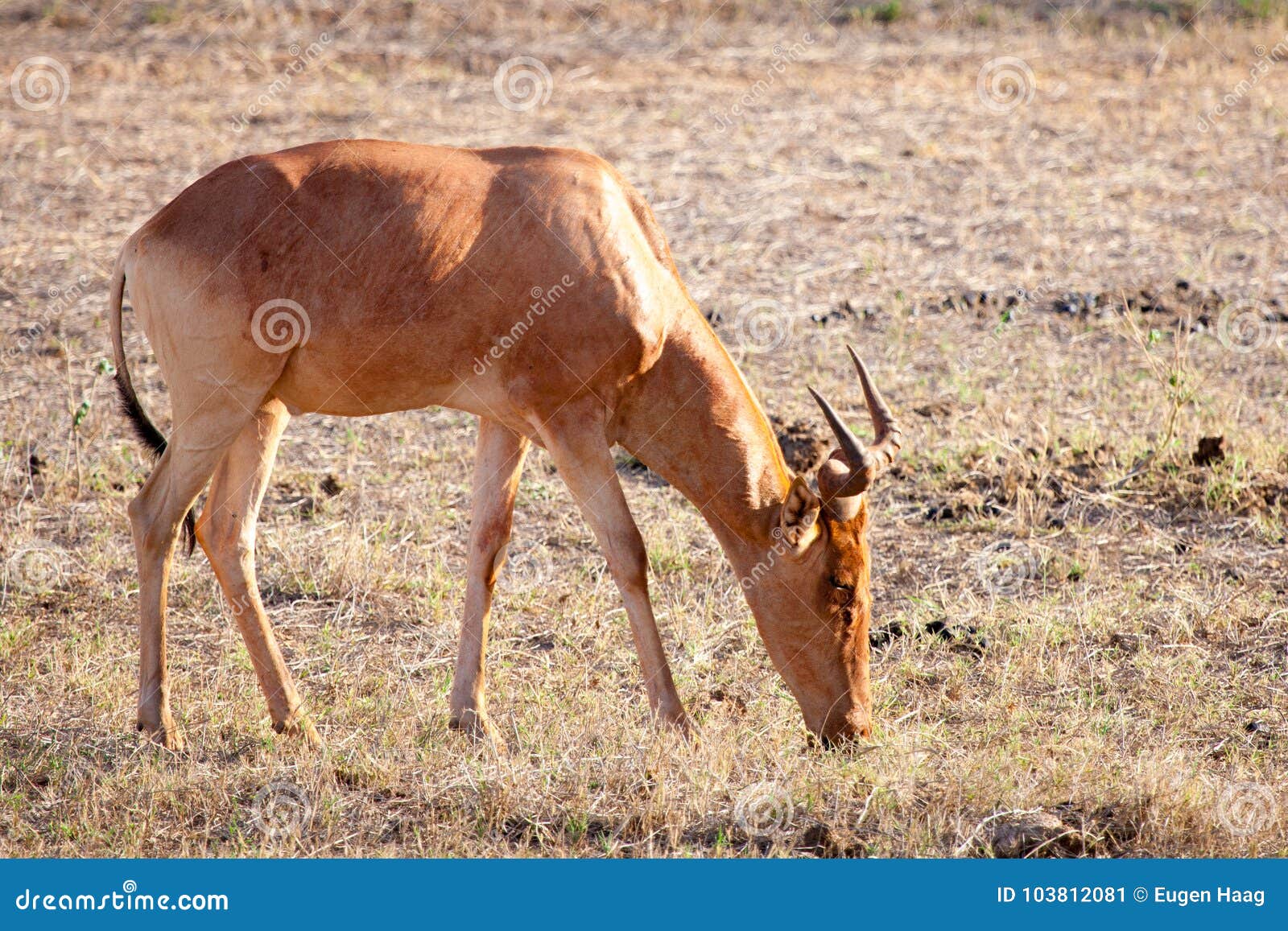 Antelope Eating Grass in the Scenery of the Savannah Stock Image ...