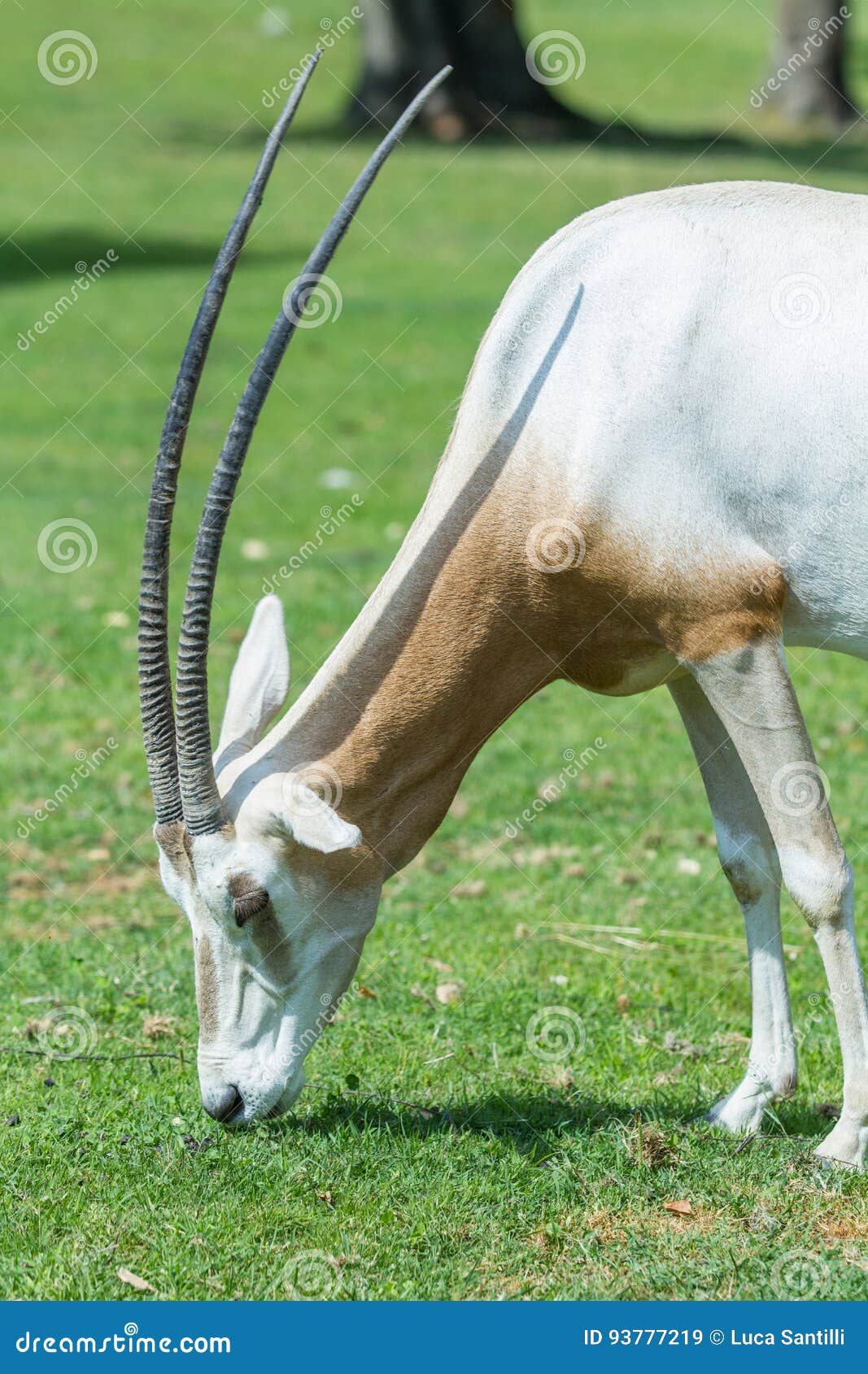 Antelope Eating the Green Grass Stock Image - Image of park, eating ...