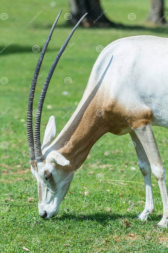 Antelope Eating the Green Grass Stock Image - Image of park, eating ...