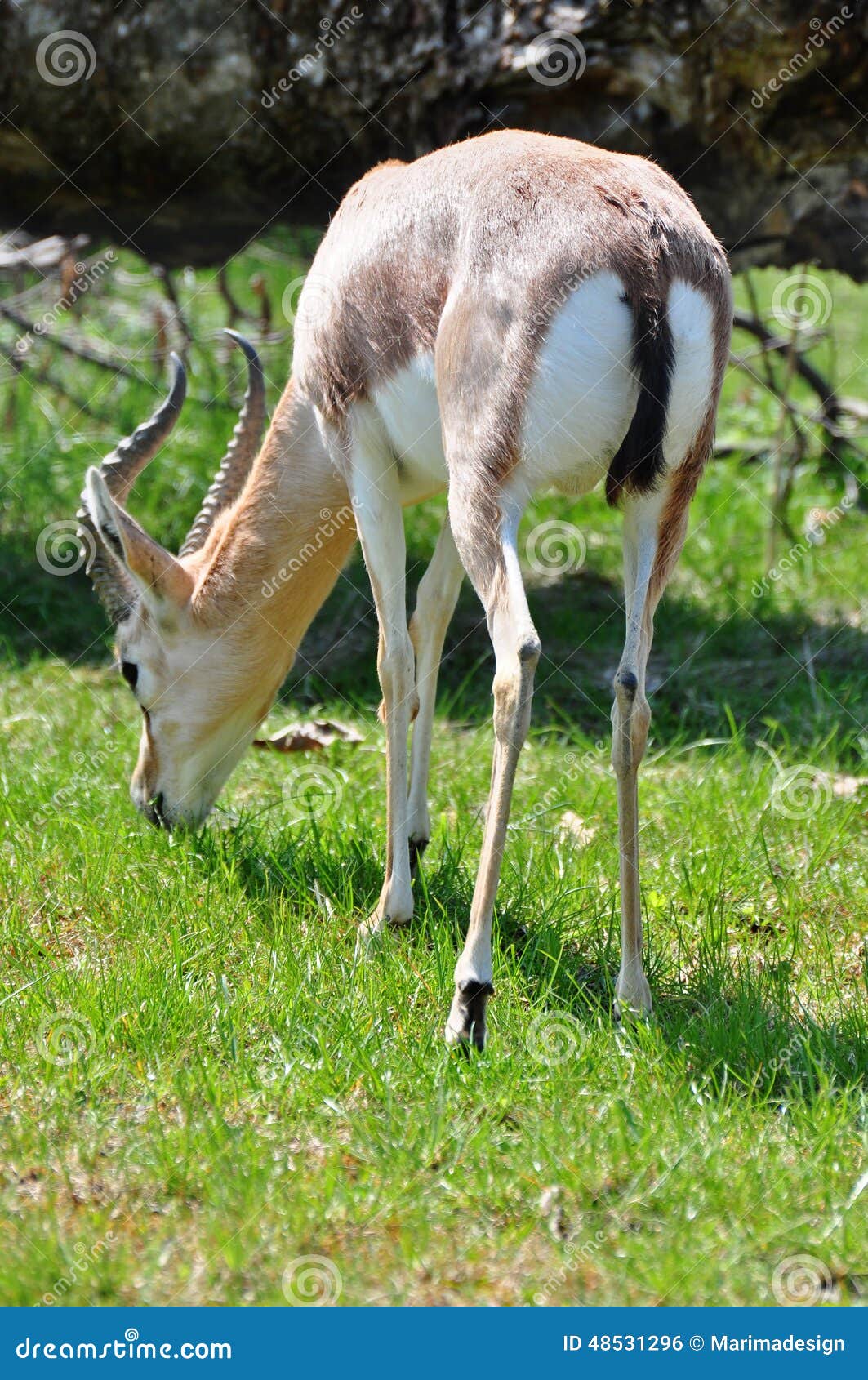 Antelope stock photo. Image of lawn, blade, zoology, meadow - 48531296
