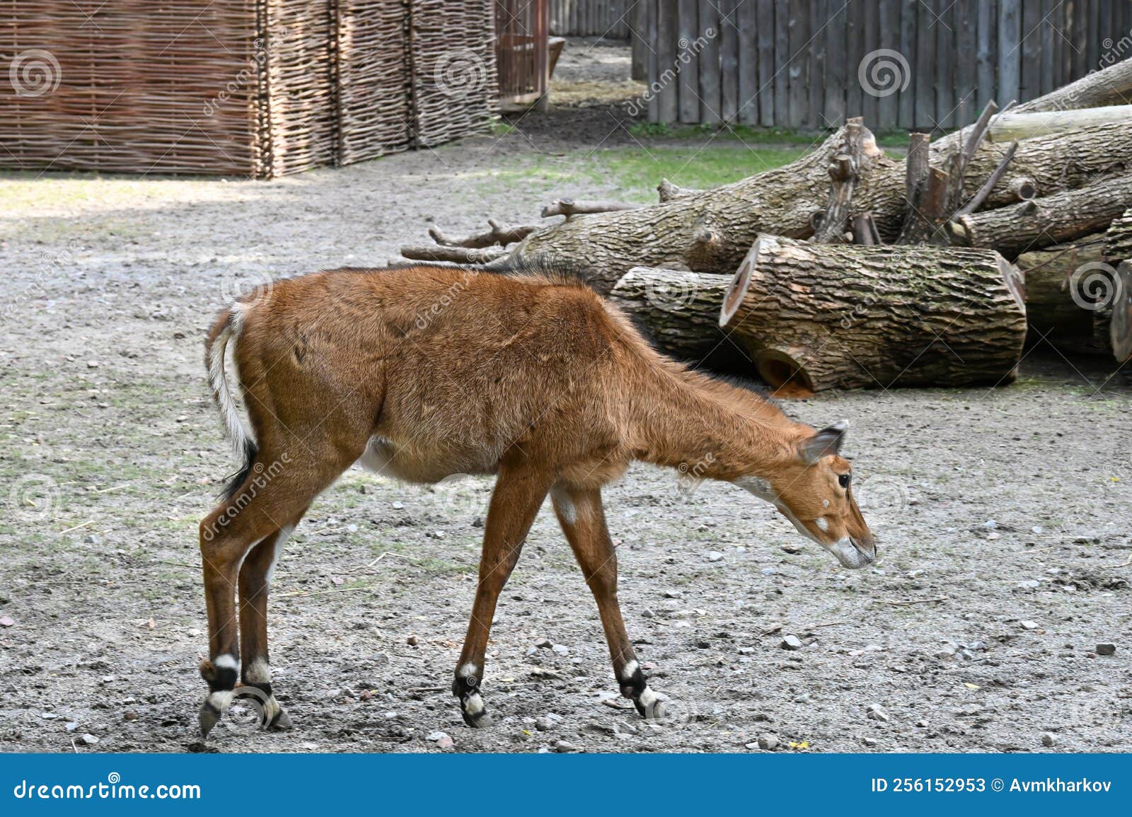 Little antelope stock image. Image of animal, farm, wildlife - 256152953