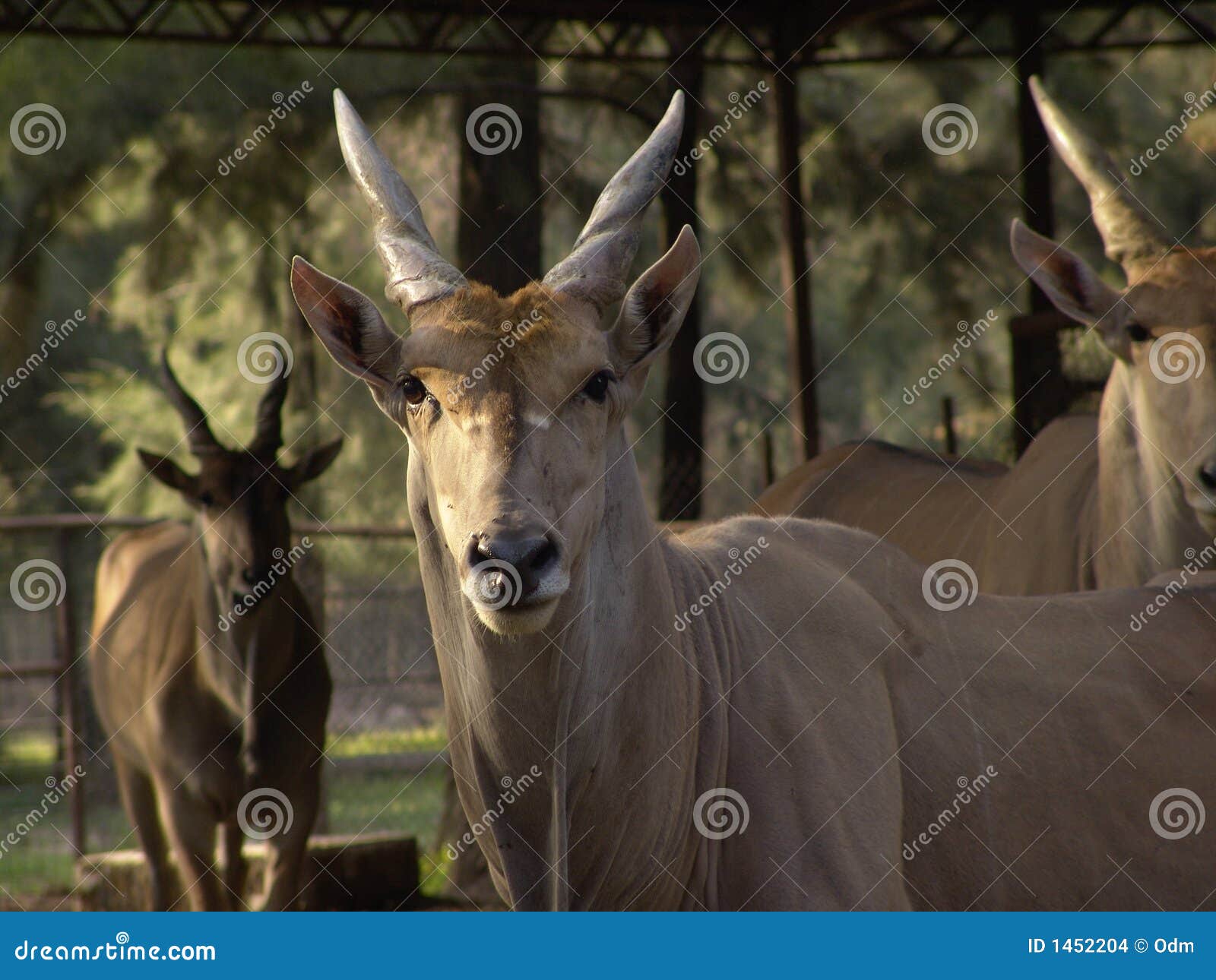 Antelope eland stock photo. Image of ruminant, horns, safari - 1452204