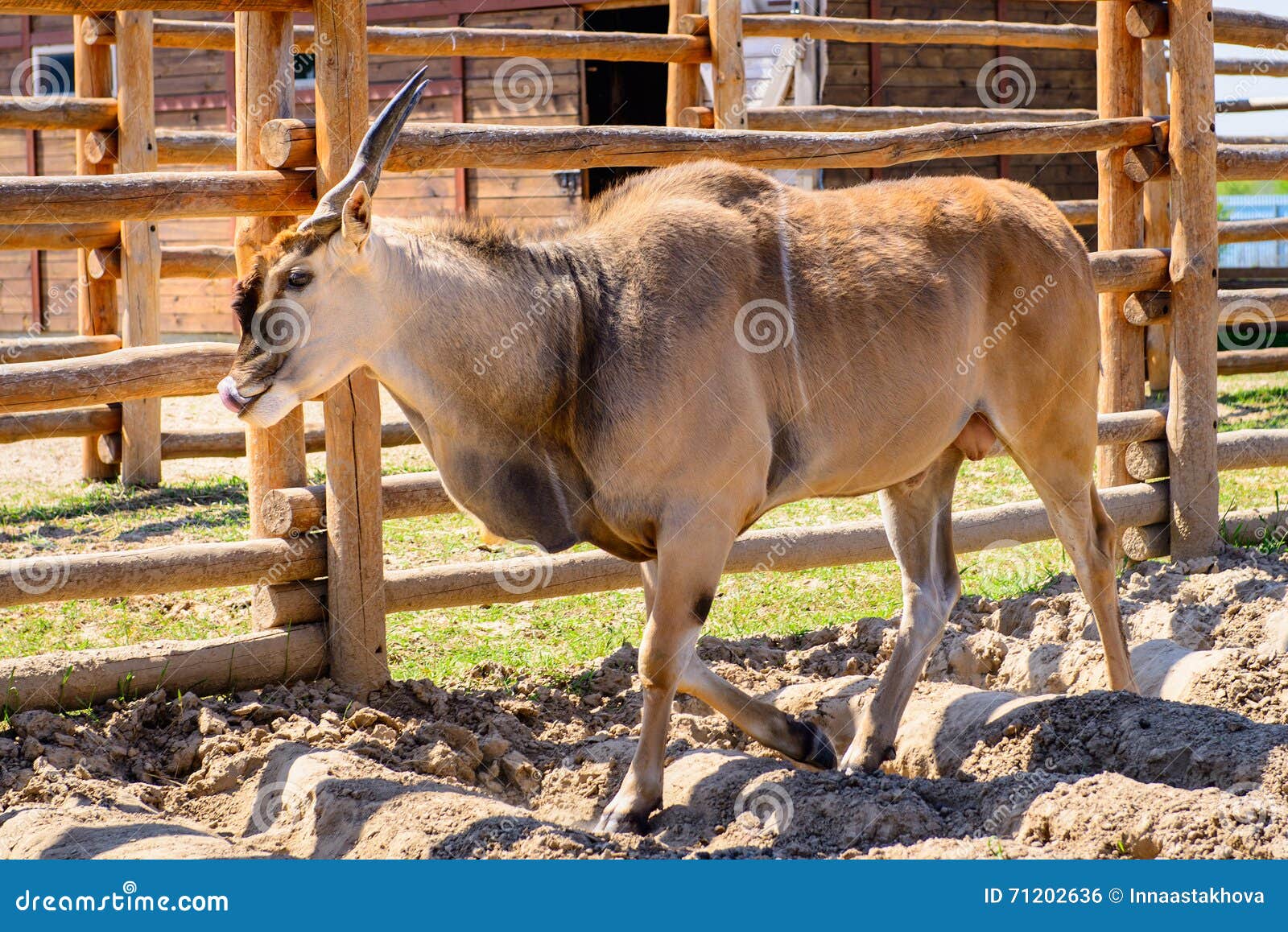 Antelope eland animal stock photo. Image of endangered - 71202636