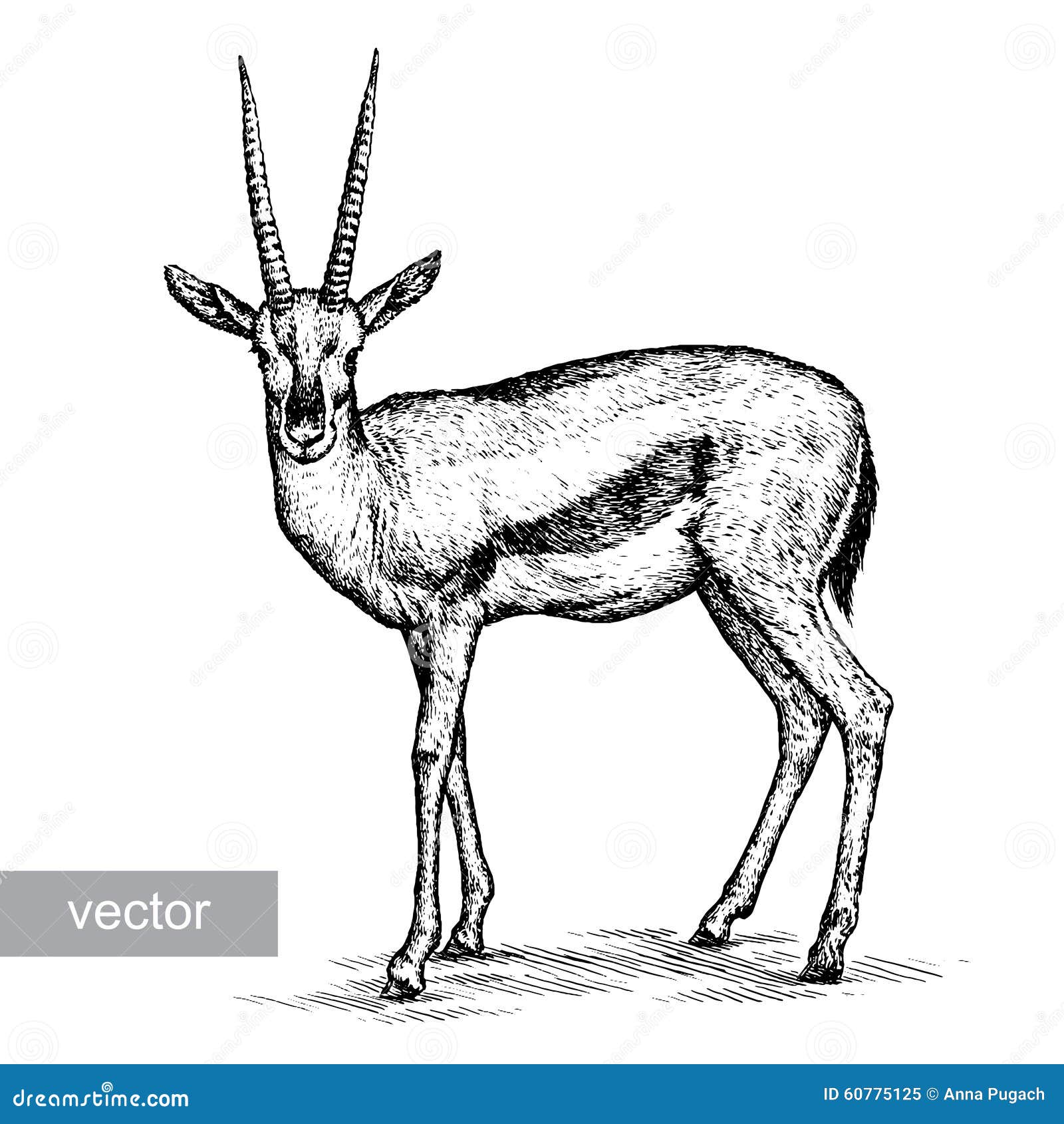 Antelope stock vector. Illustration of contour, outline - 60775125