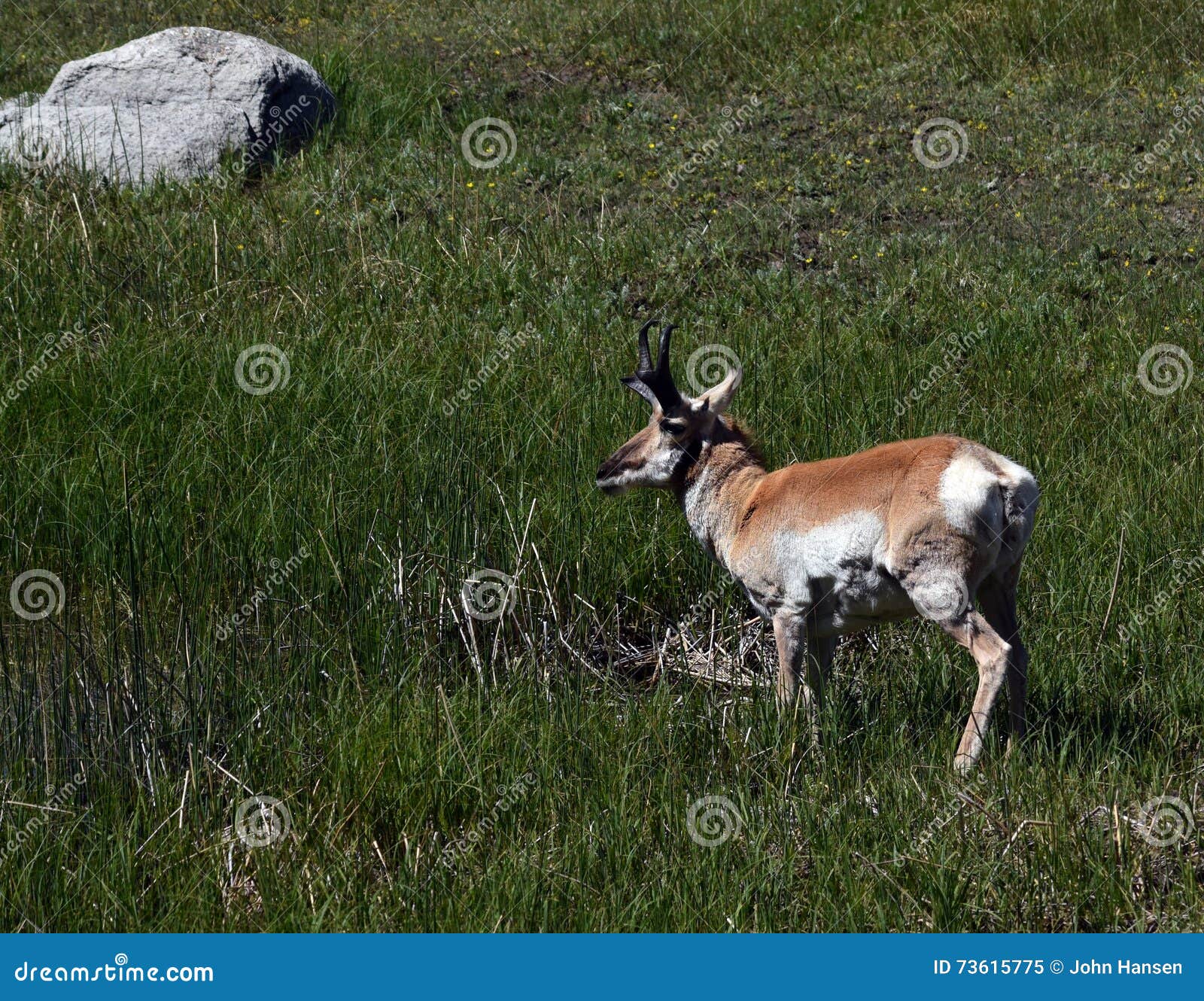Antelope feeding stock image. Image of ungulate, fast - 73615775