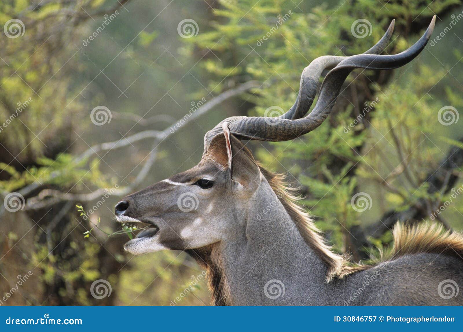 Antelope Feeding from Trees Stock Image - Image of eating, antelope ...