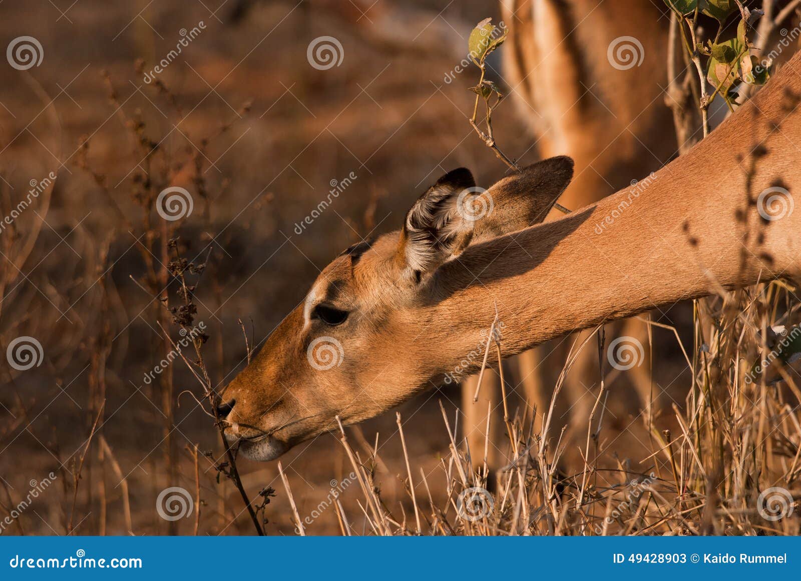 Antelope feeding stock image. Image of antelope, safari - 49428903