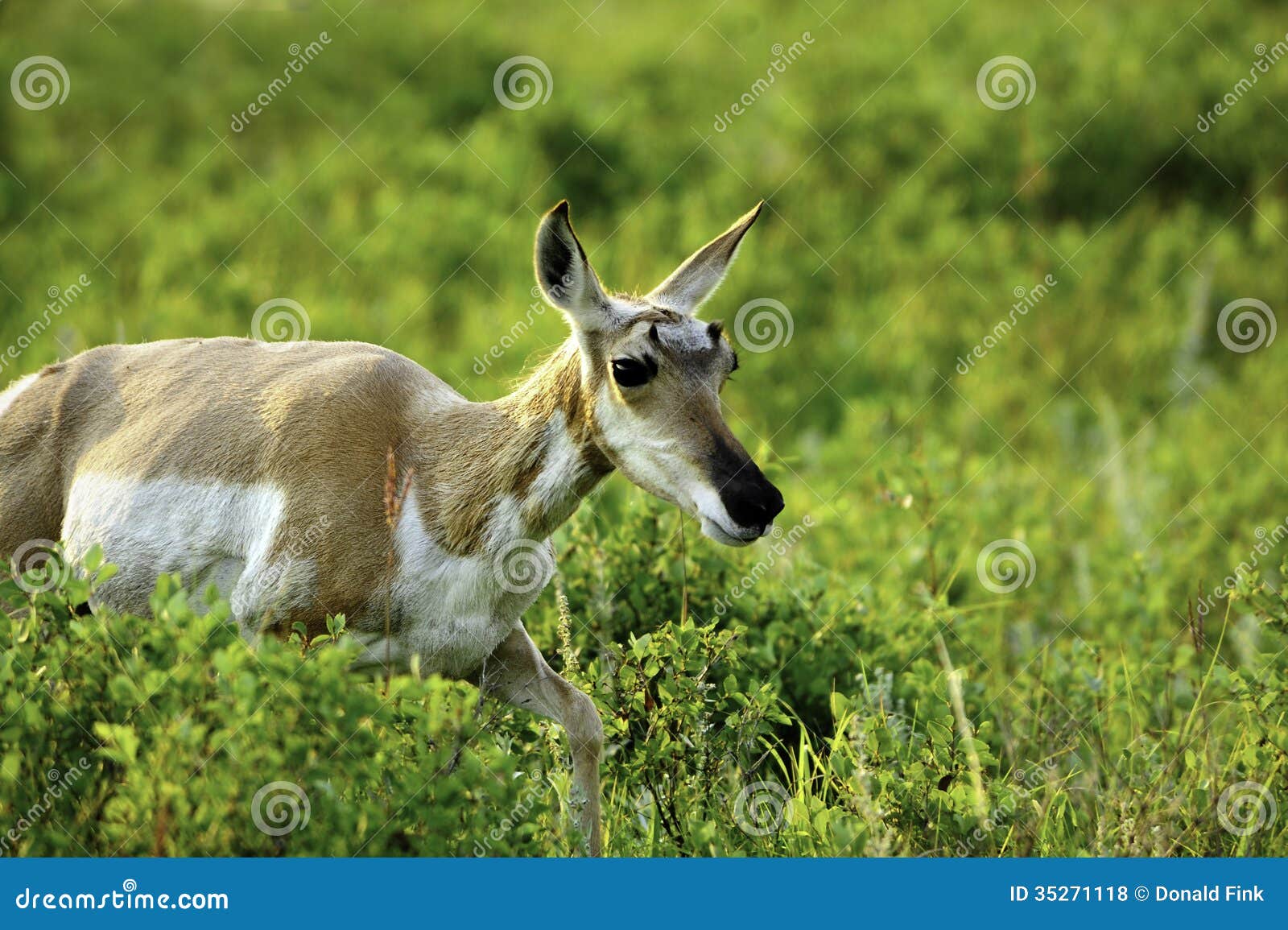 9,336 Female Antelope Stock Photos - Free & Royalty-Free Stock Photos ...