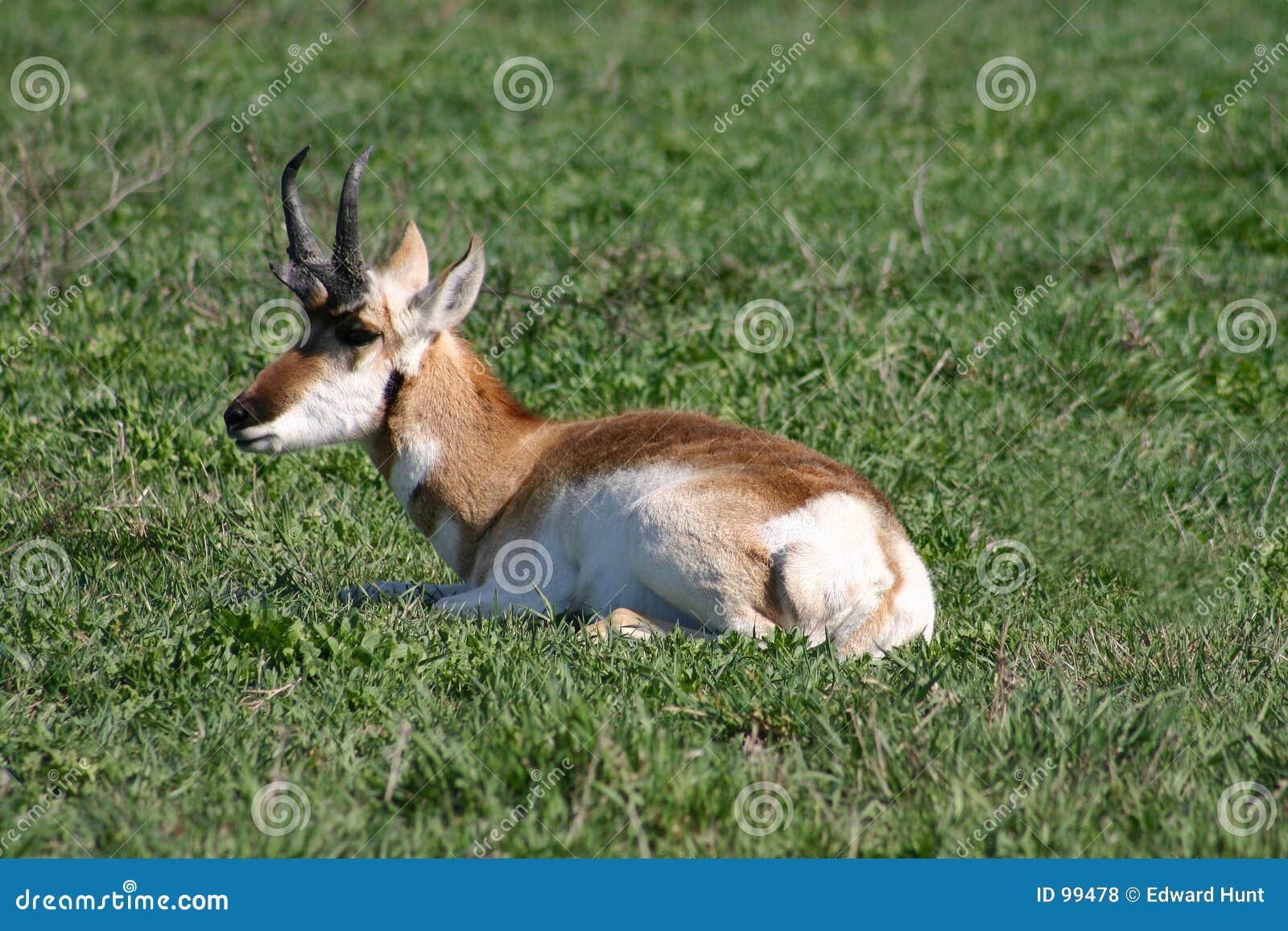 Antelope in a Field stock photo. Image of nature, tail, wildlife - 99478