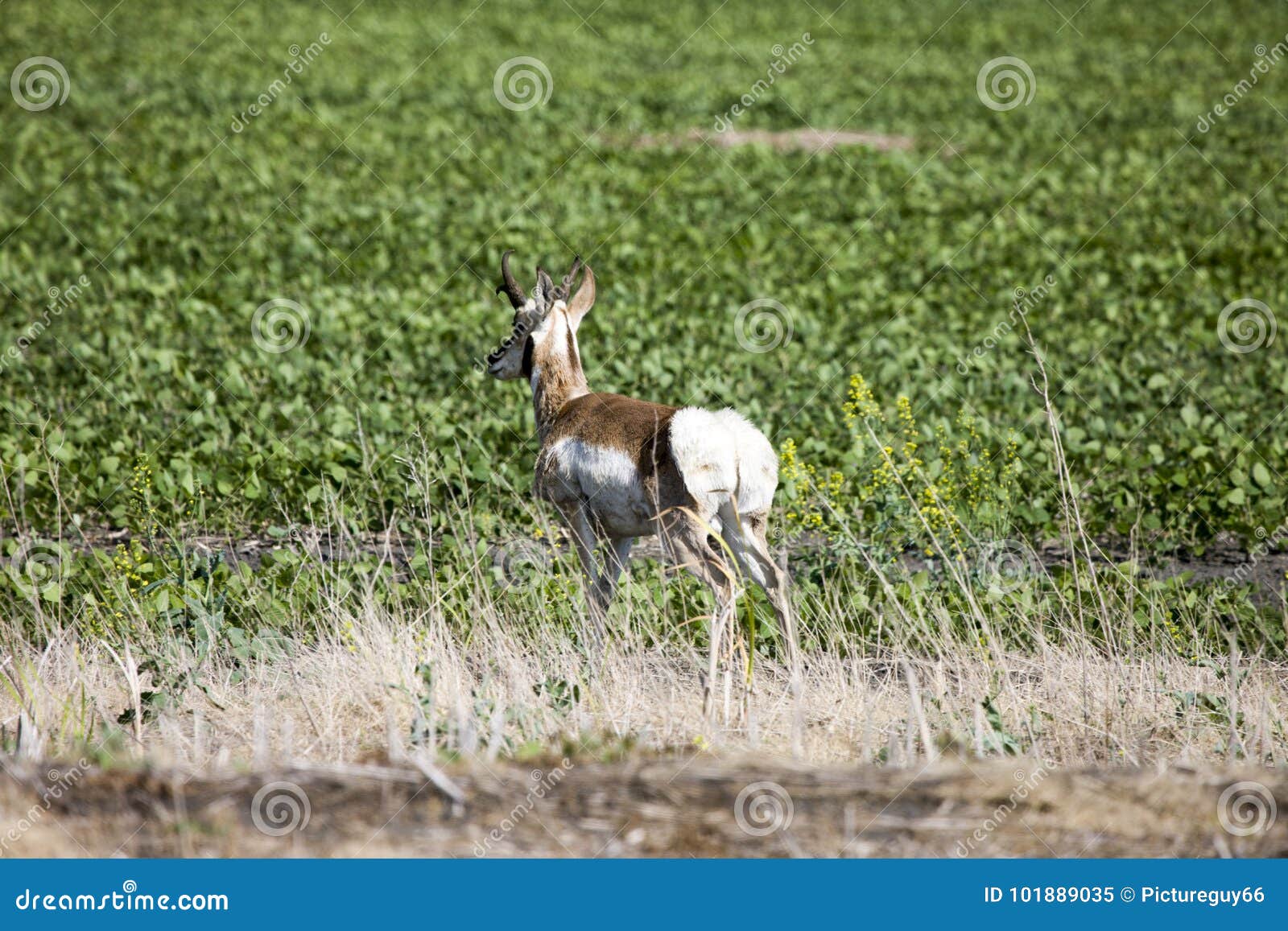 Antelope in Field stock image. Image of range, prairie - 101889035