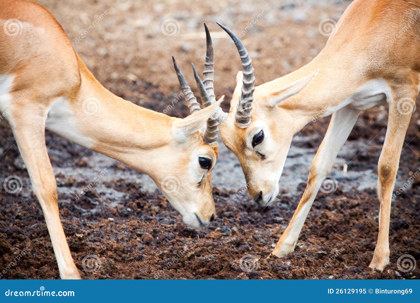 Antelope Fighting Royalty Free Stock Photo - Image: 26129195