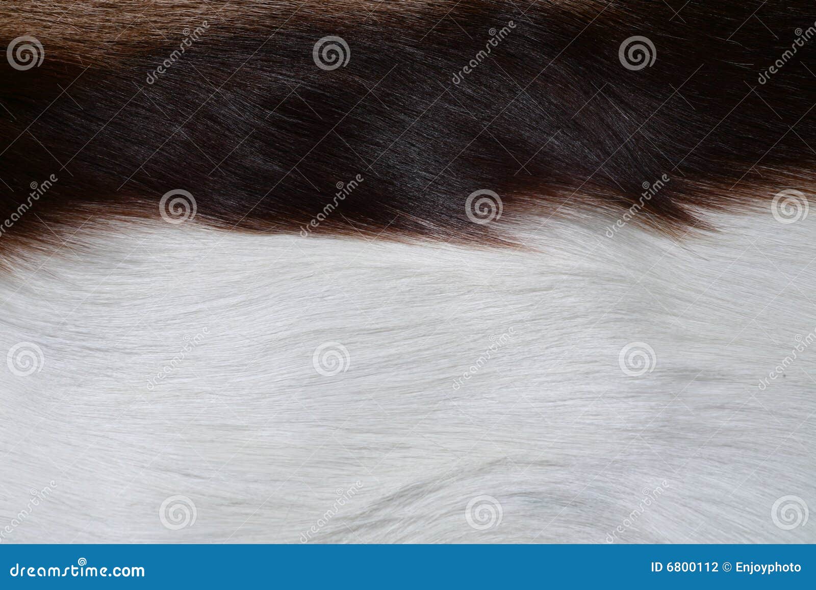 Antelope fur stock photo. Image of colouring, wildlife - 6800112