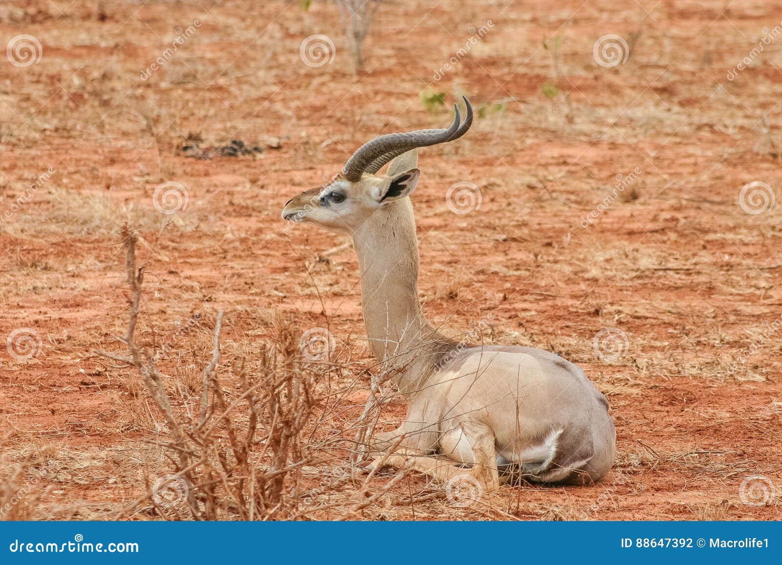 Antelope Giraffe Stock Photos - Download 1,813 Royalty Free Photos