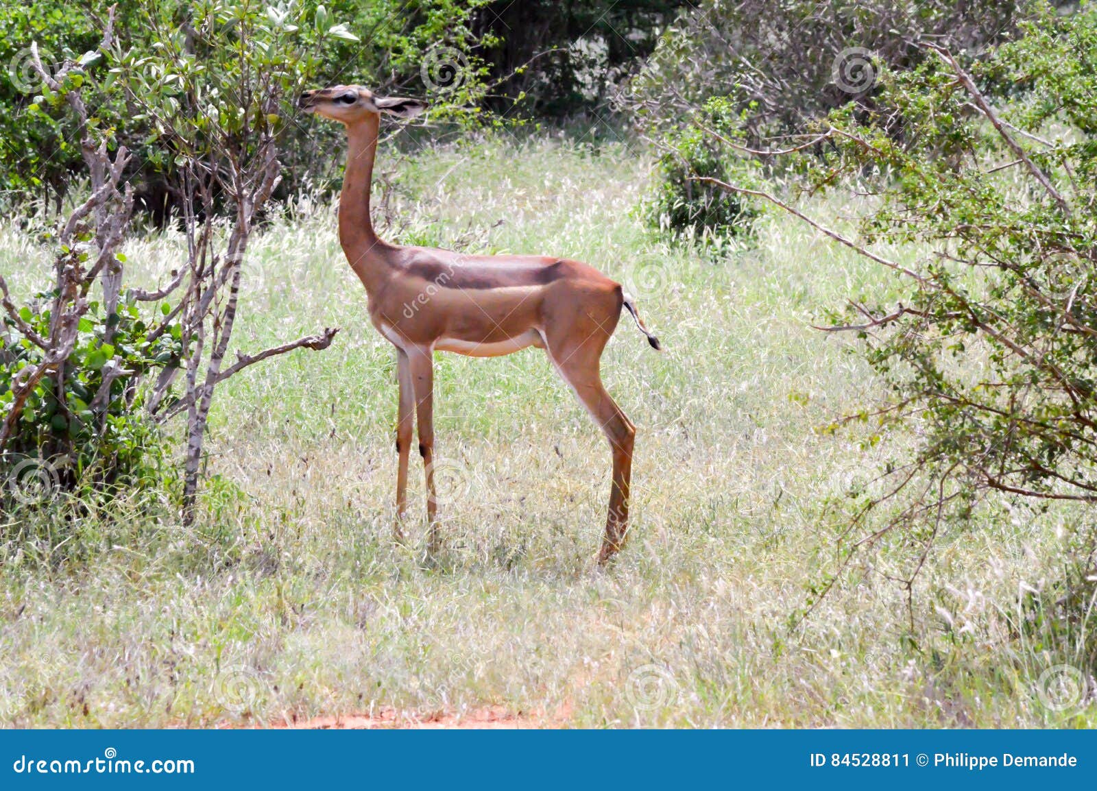 Antelope giraffe stock image. Image of antelope, light - 84528811
