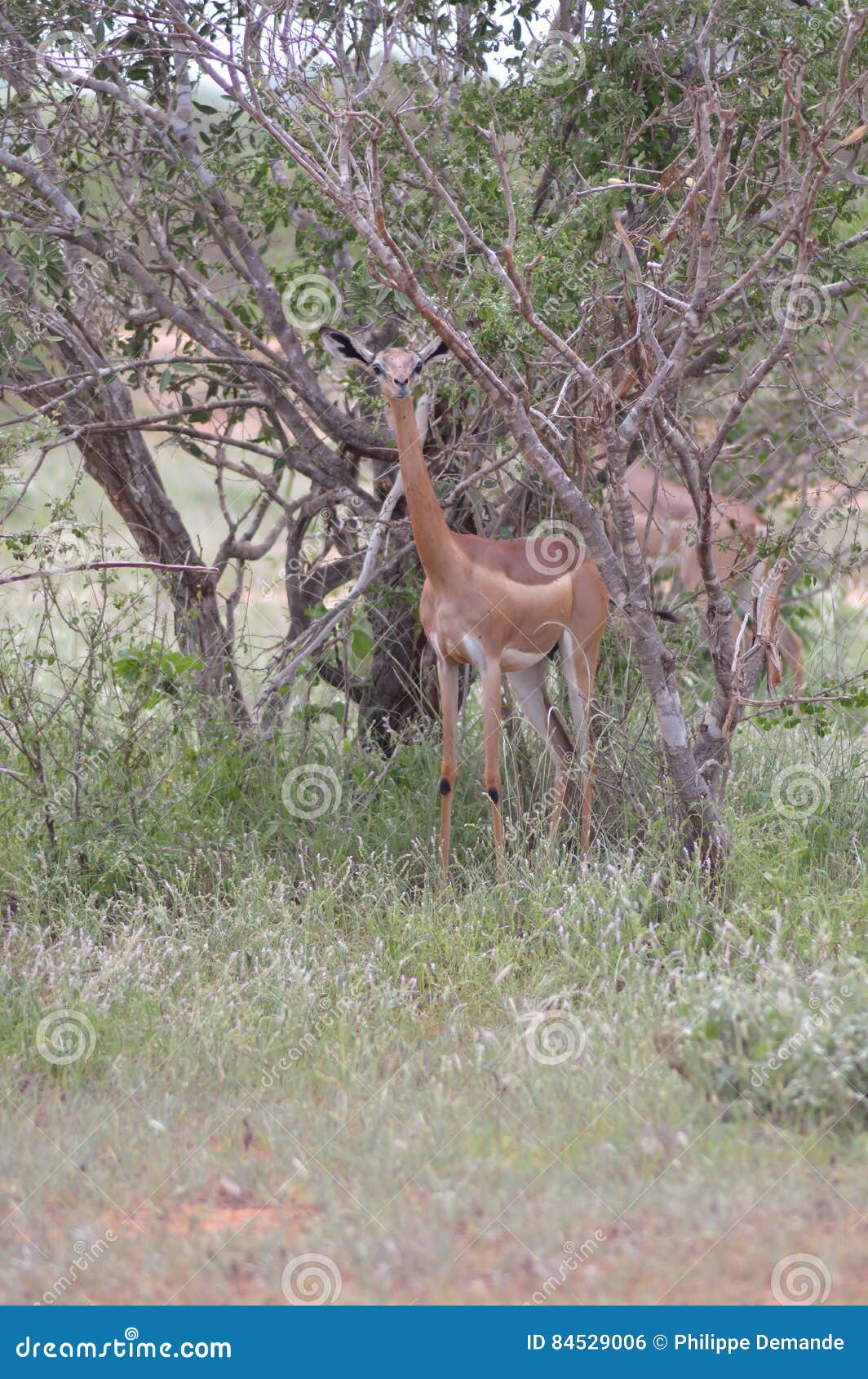 Antelope giraffe stock photo. Image of animal, lodge - 84529006