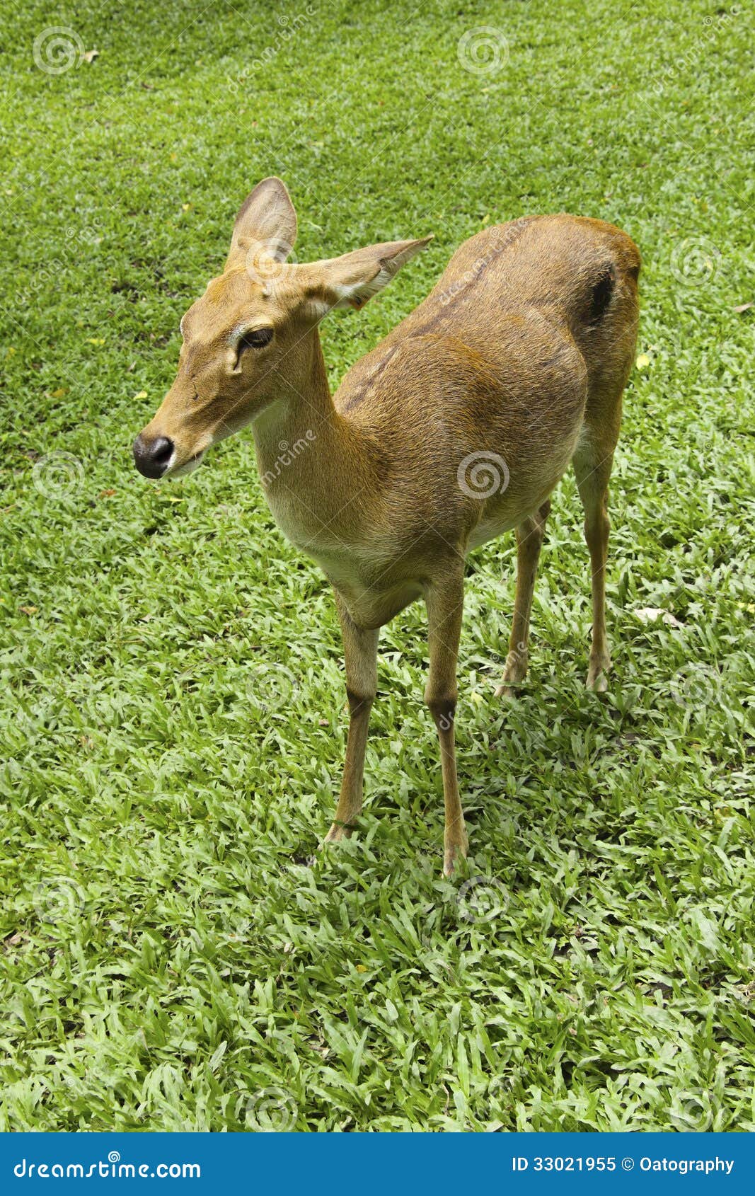 Antelope on the grass stock image. Image of green, outdoor - 33021955