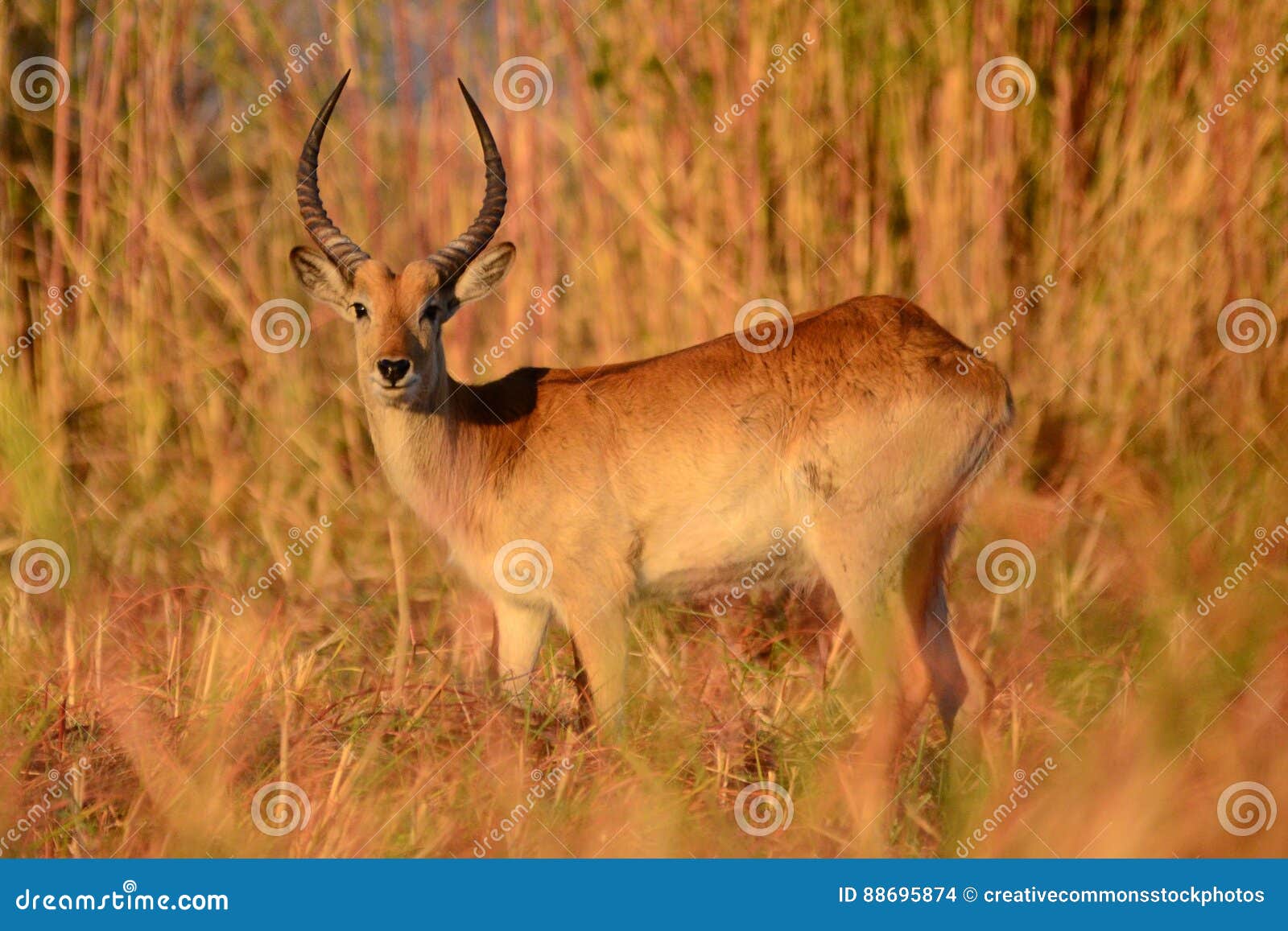 Antelope In Grass Picture. Image: 88695874