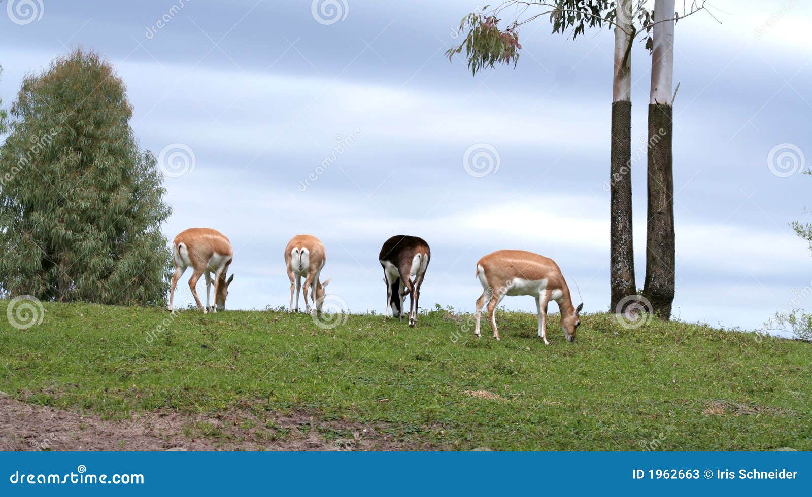 Antelope grazing on field stock image. Image of rural - 1962663