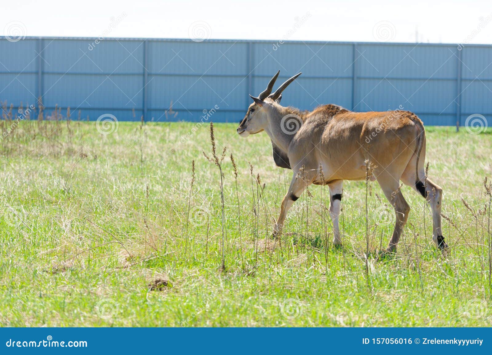 Antelope stock photo. Image of horned, watch, south - 157056016