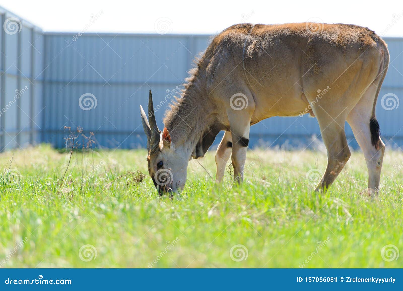 Antelope stock image. Image of safari, park, savanna - 157056081