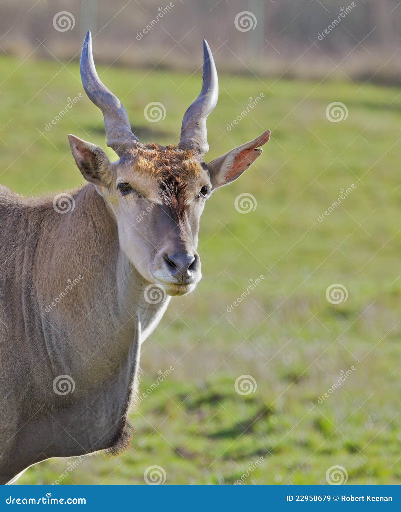 Antelope Head green field stock image. Image of neck - 22950679