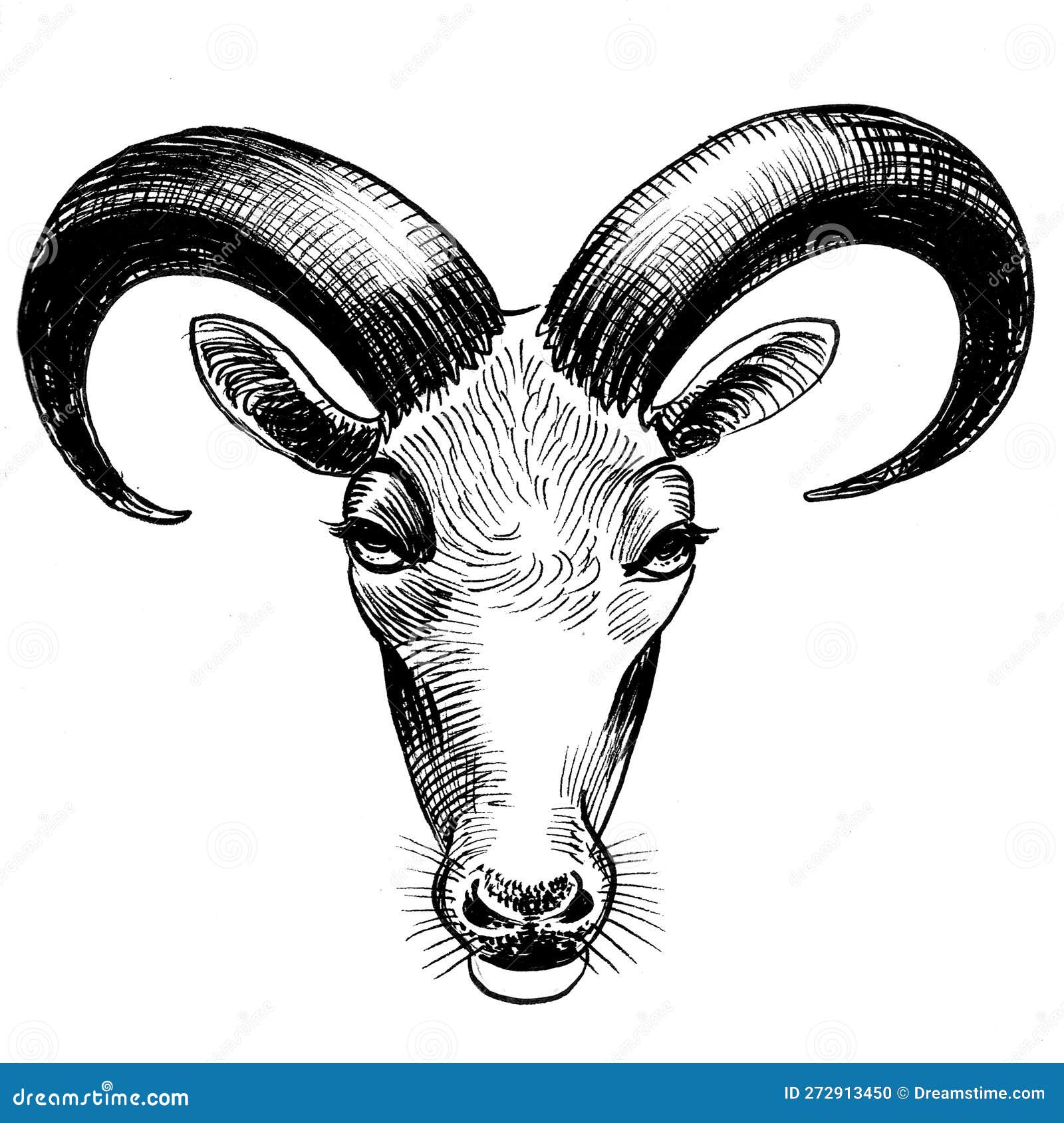 Antelope head stock illustration. Illustration of line - 272913450