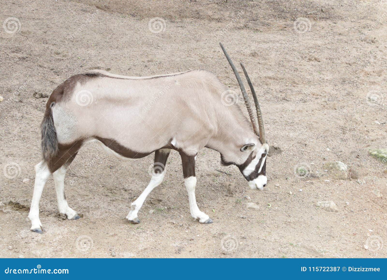 Antelope, Herbivorous Mammals Stock Image - Image of deserts, ground ...