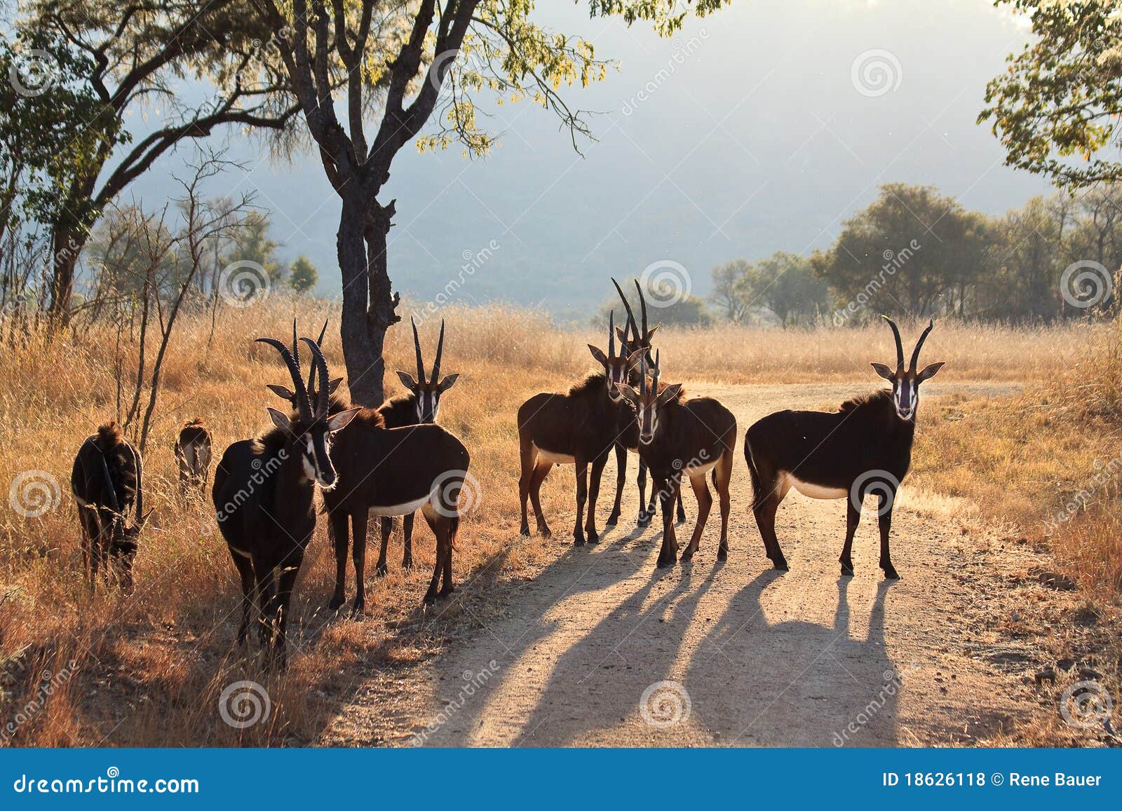 Antelope herd stock photo. Image of horns, shadow, safari - 18626118