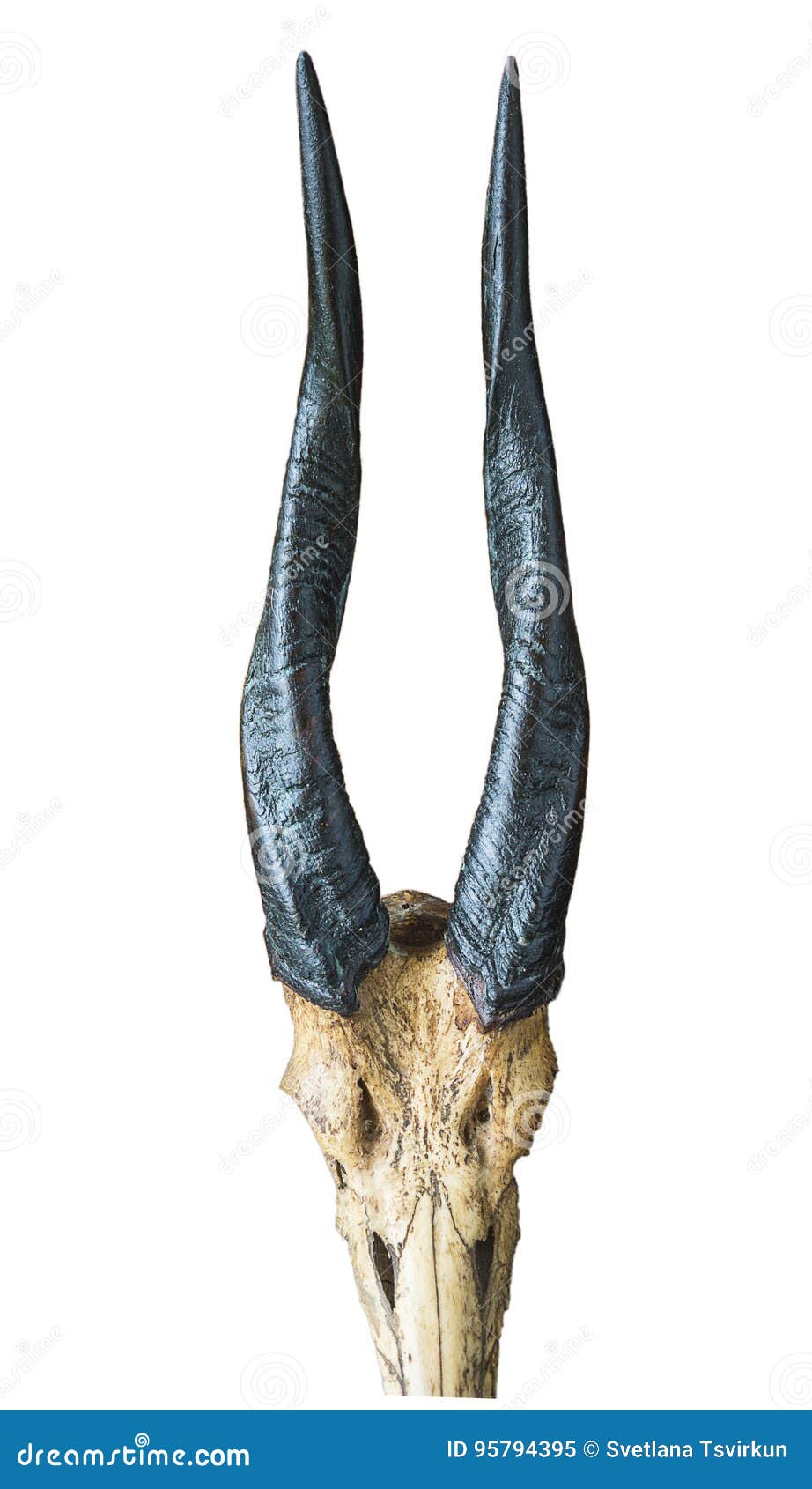 Antelope horns stock image. Image of horns, africa, antelope - 95794395