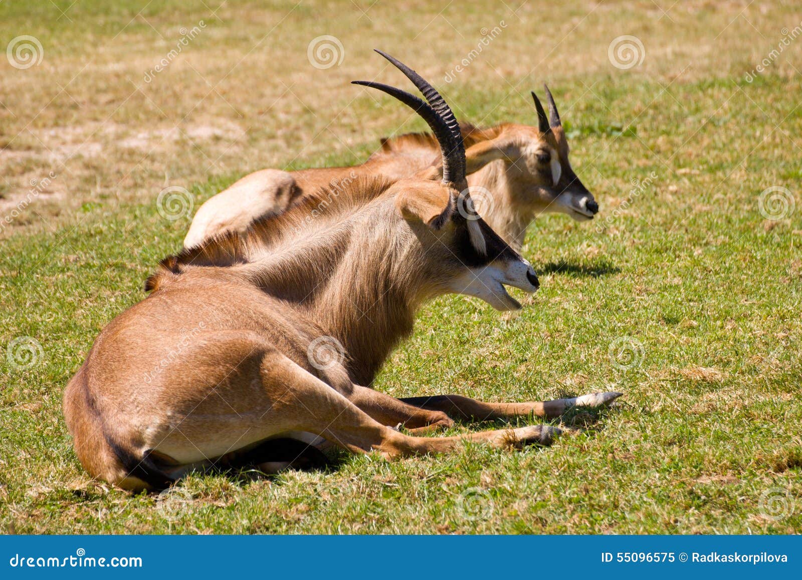 Antelope stock image. Image of steppes, fauna, farm, antelope - 55096575